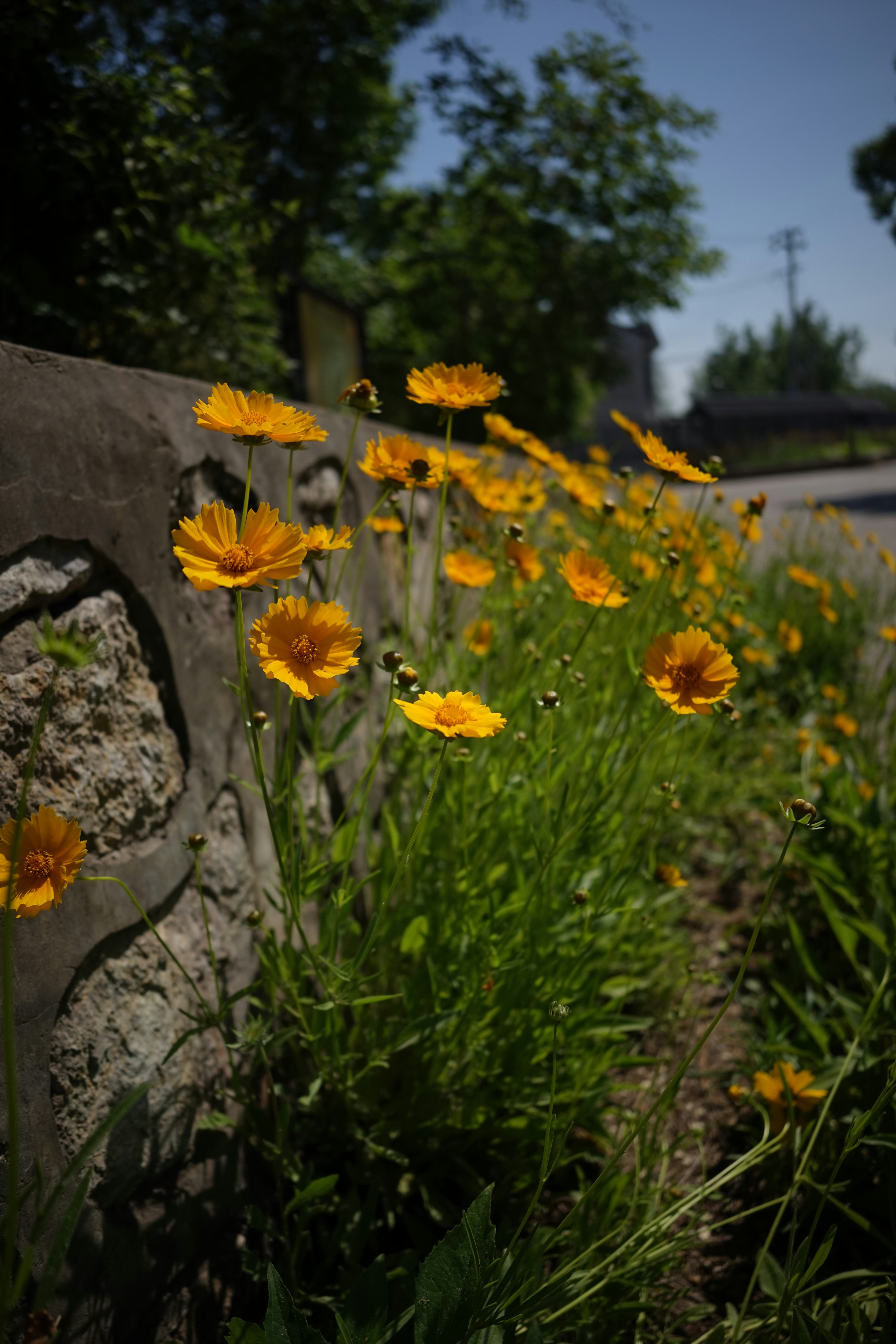 Golden Hour Marigolds Along a Weathered Stone Wall