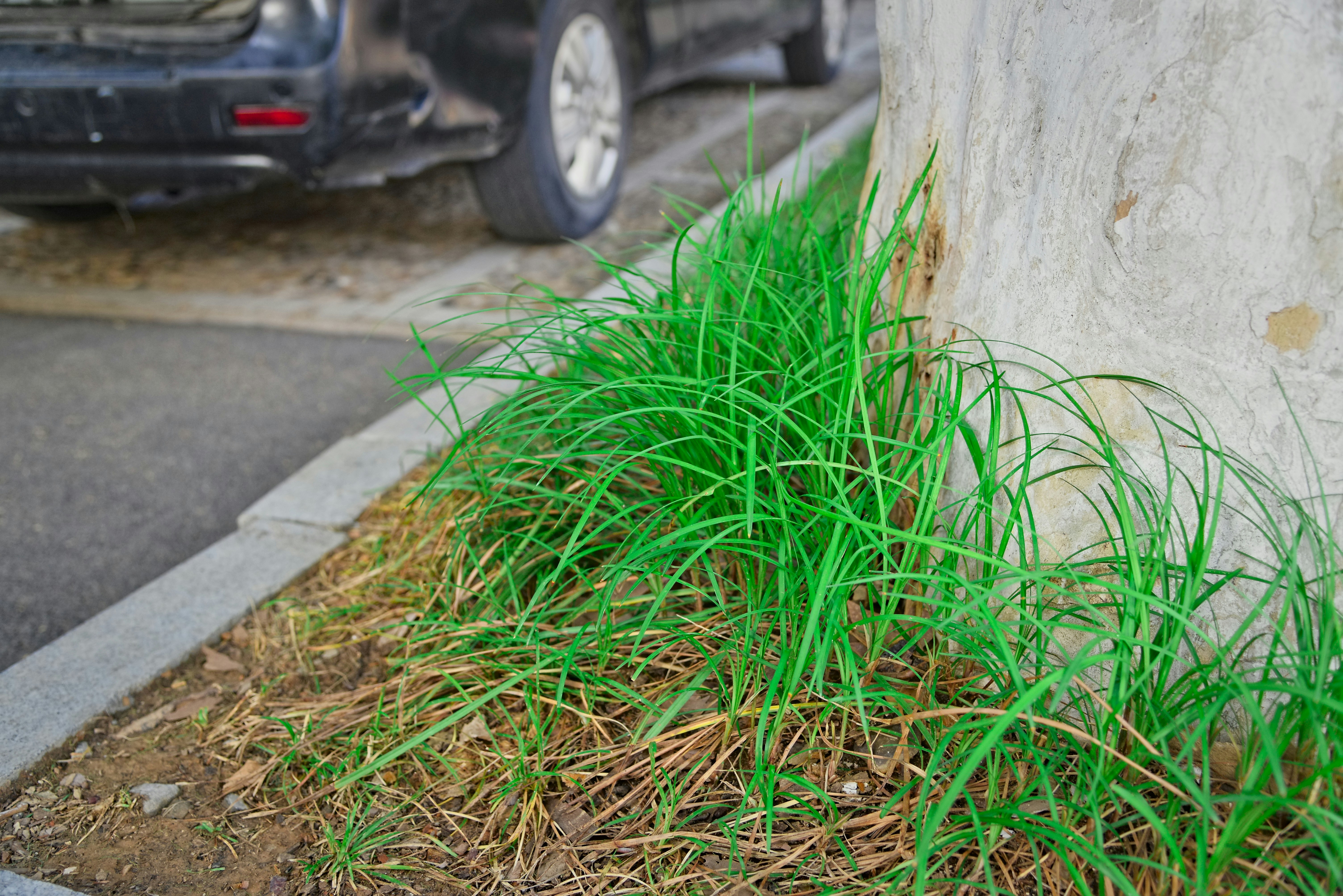 Emerald Tufts Guard a Curbside Concrete Column