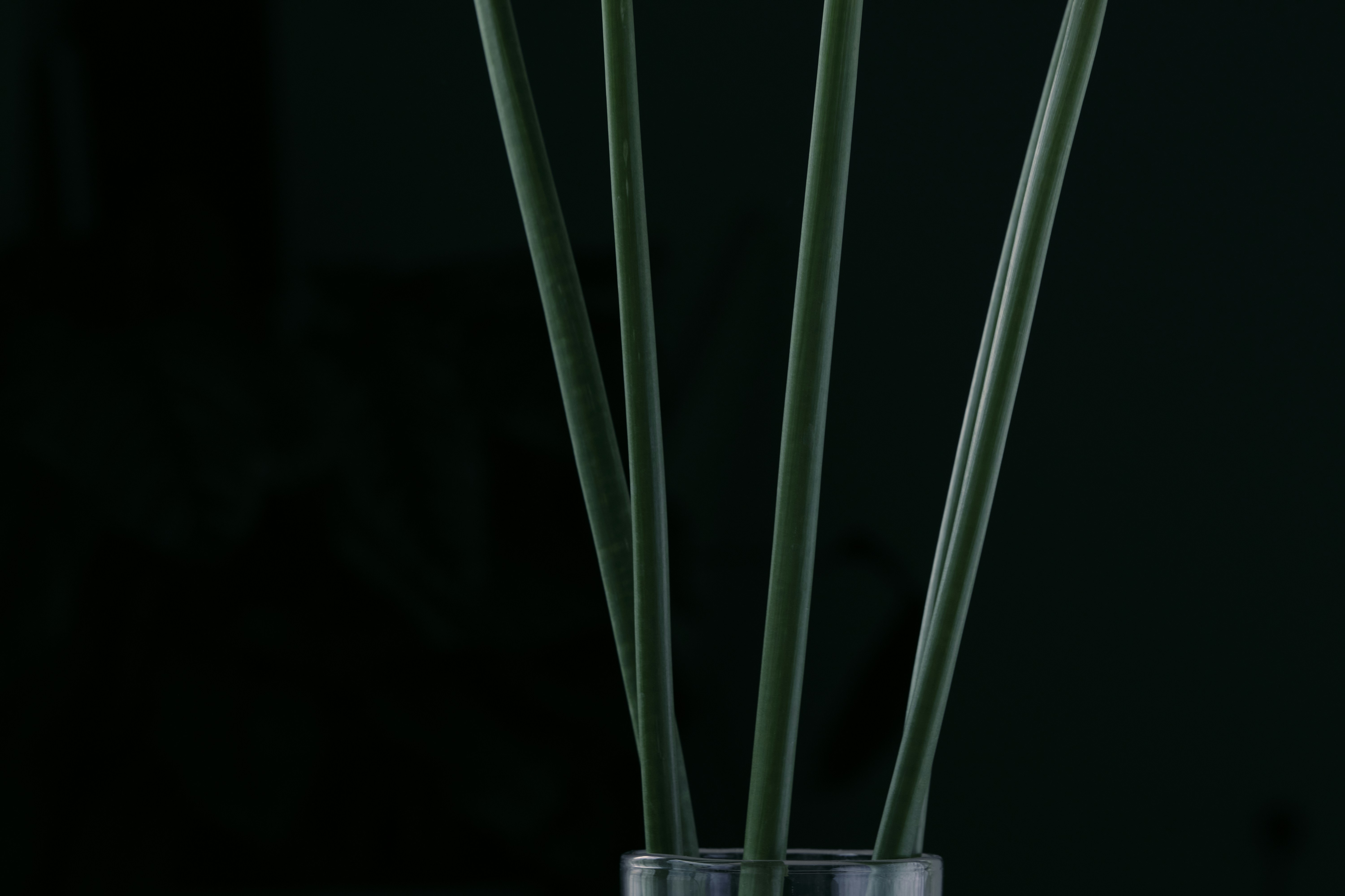 A cluster of slender green stems rising from a clear glass vase against a dark backdrop, emphasizing simplicity and elegance.