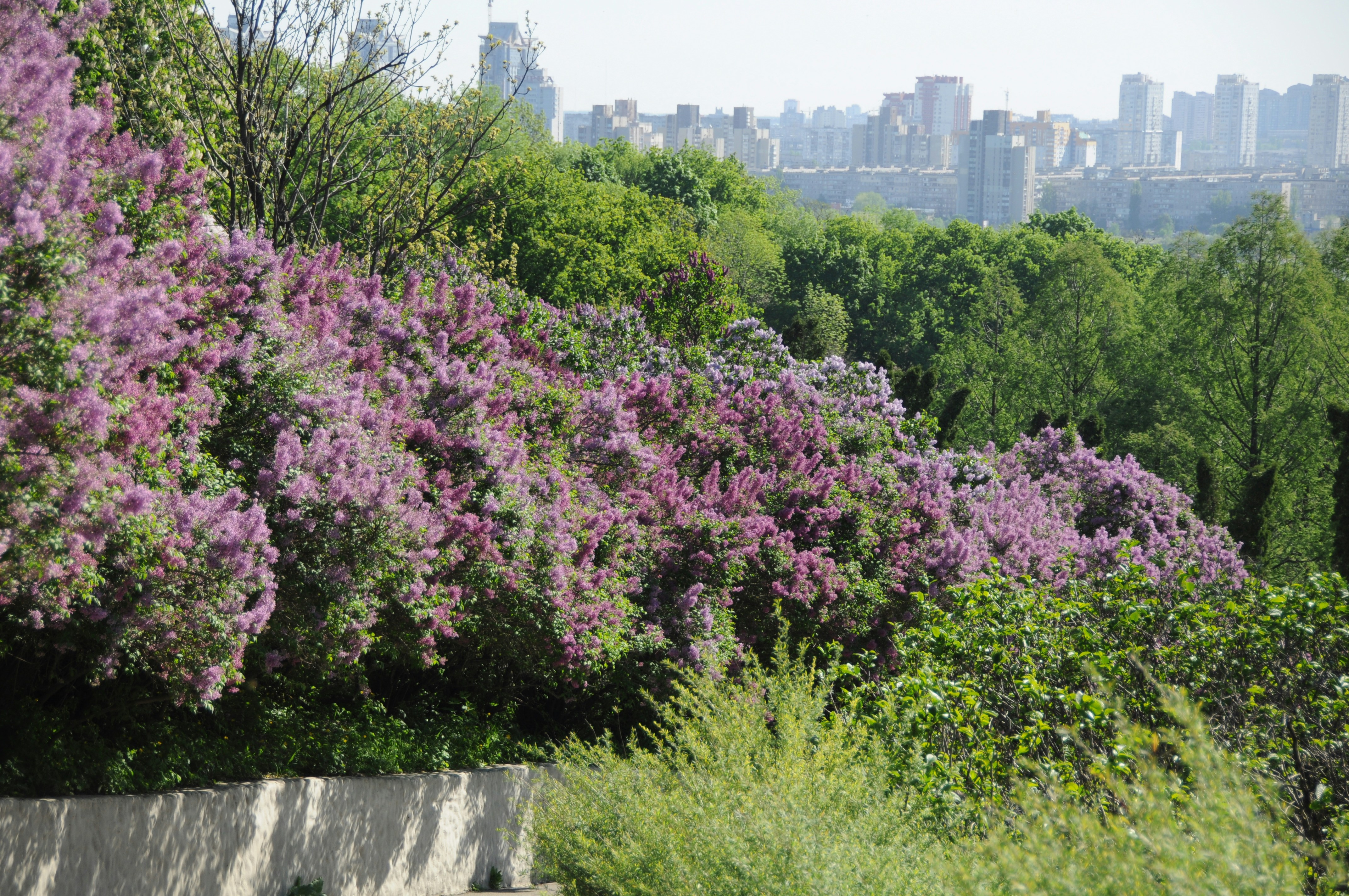 Lavender Border Frames the Distant Skyline