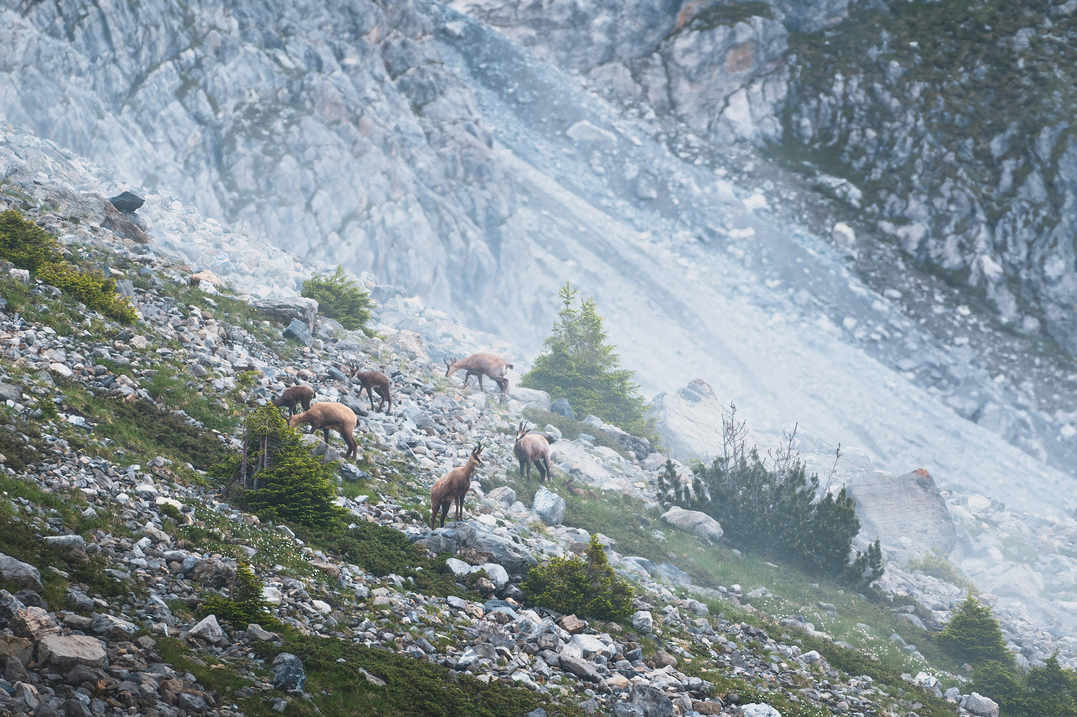 Mist-Lined Crest: Elk Crossing a Rugged Alpine Slope