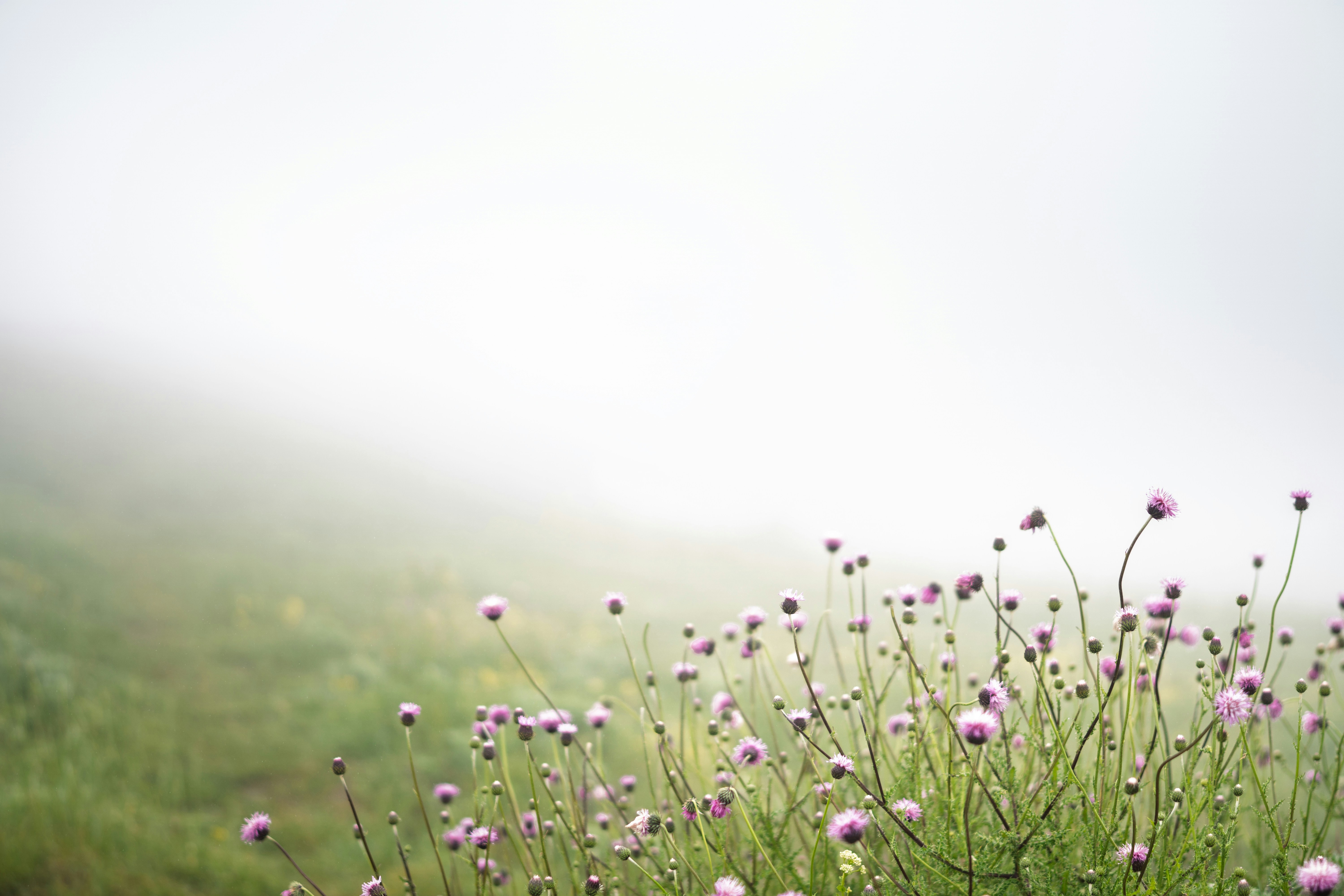 Mist-kissed Purple Globe Flowers at the Foggy Meadow's Edge