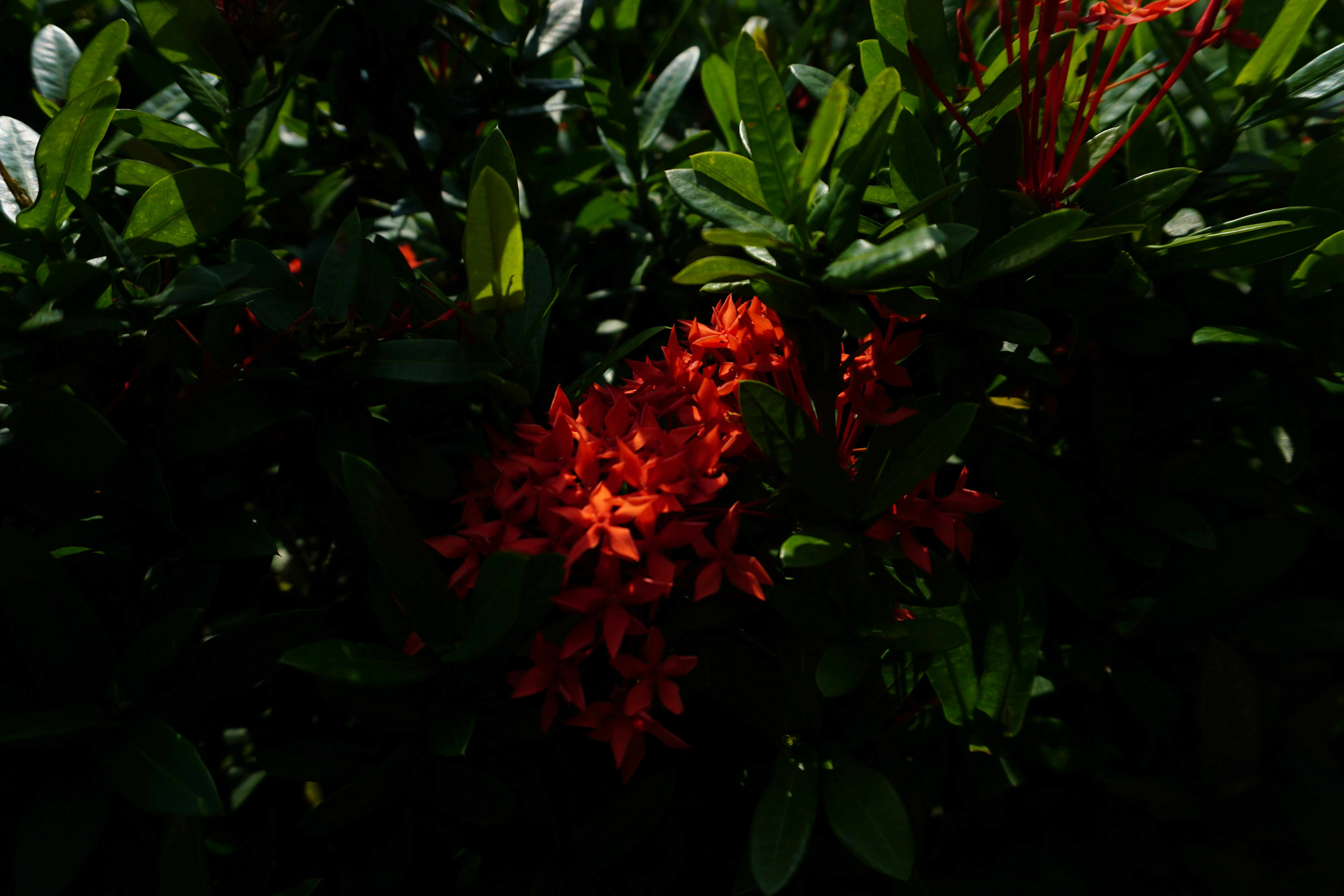 Crimson Cluster Punctuating the Shadowed Green Canopy