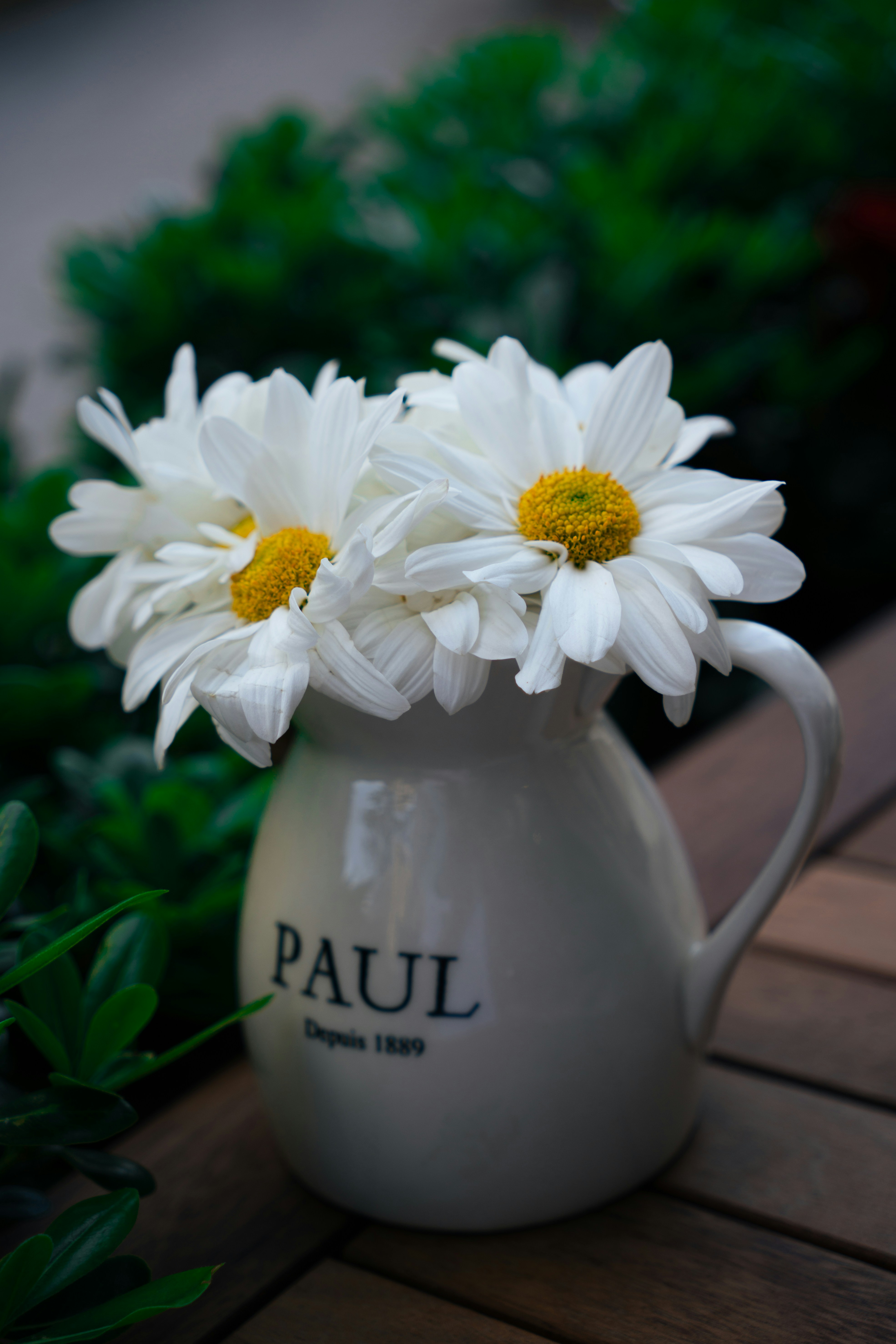 PAUL Jug Daisies: A Quiet Floral Still Life on Weathered Wood
