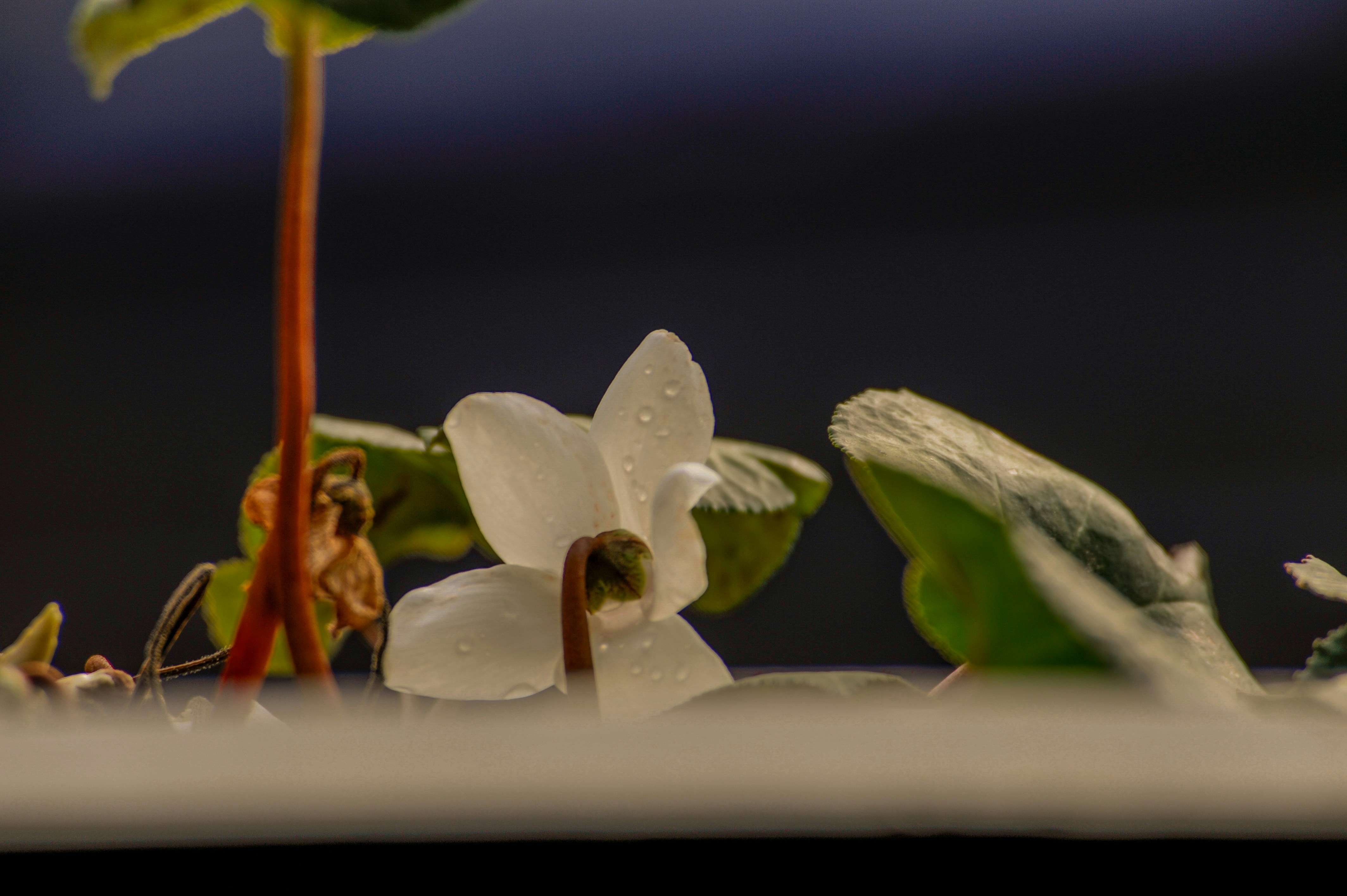Petals in Half-Light: A Quiet Macro Moment on a Velvet Backdrop