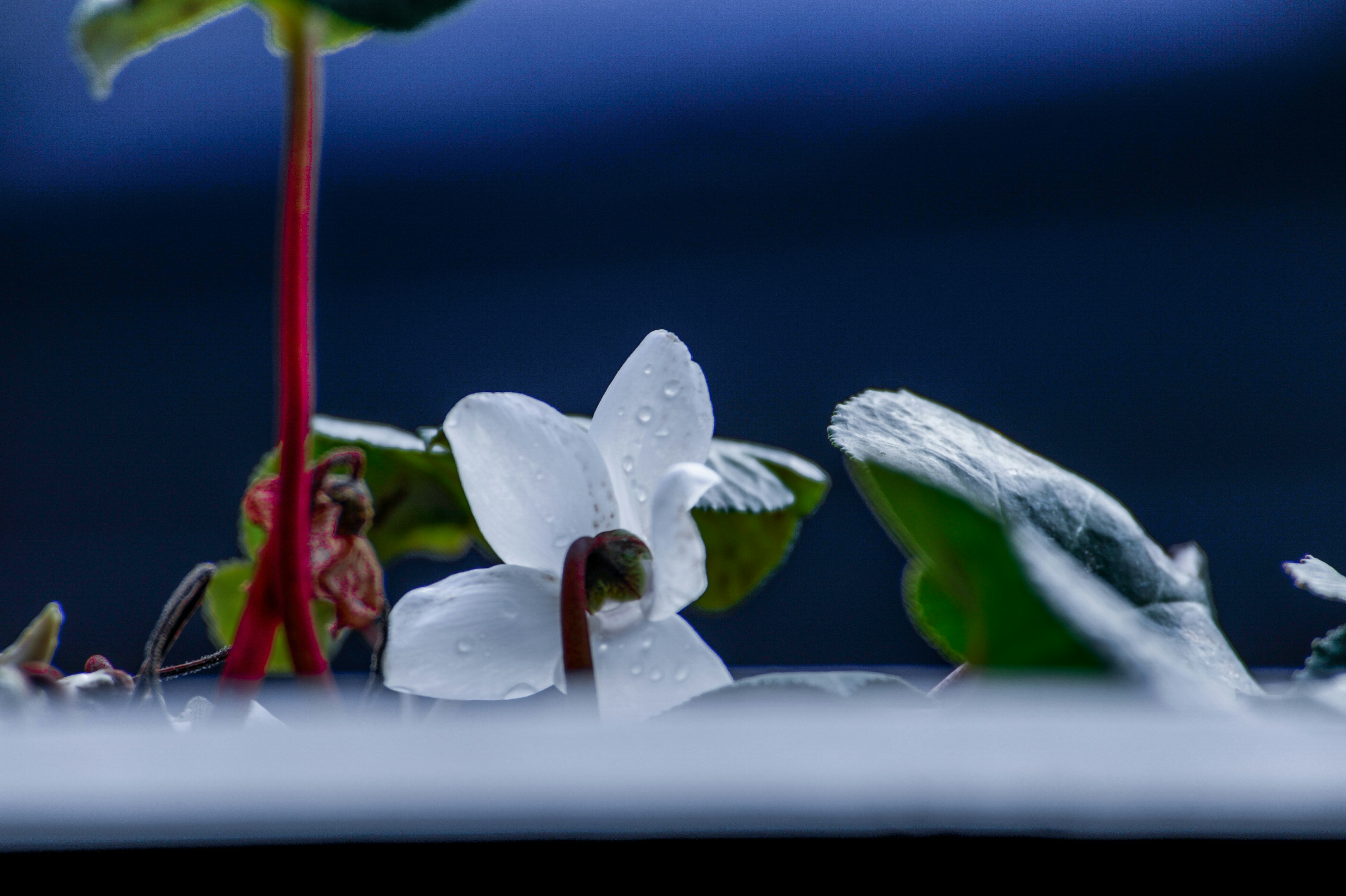 Velvet Indigo Backdrop Frames a White Bloom in Macro Detail