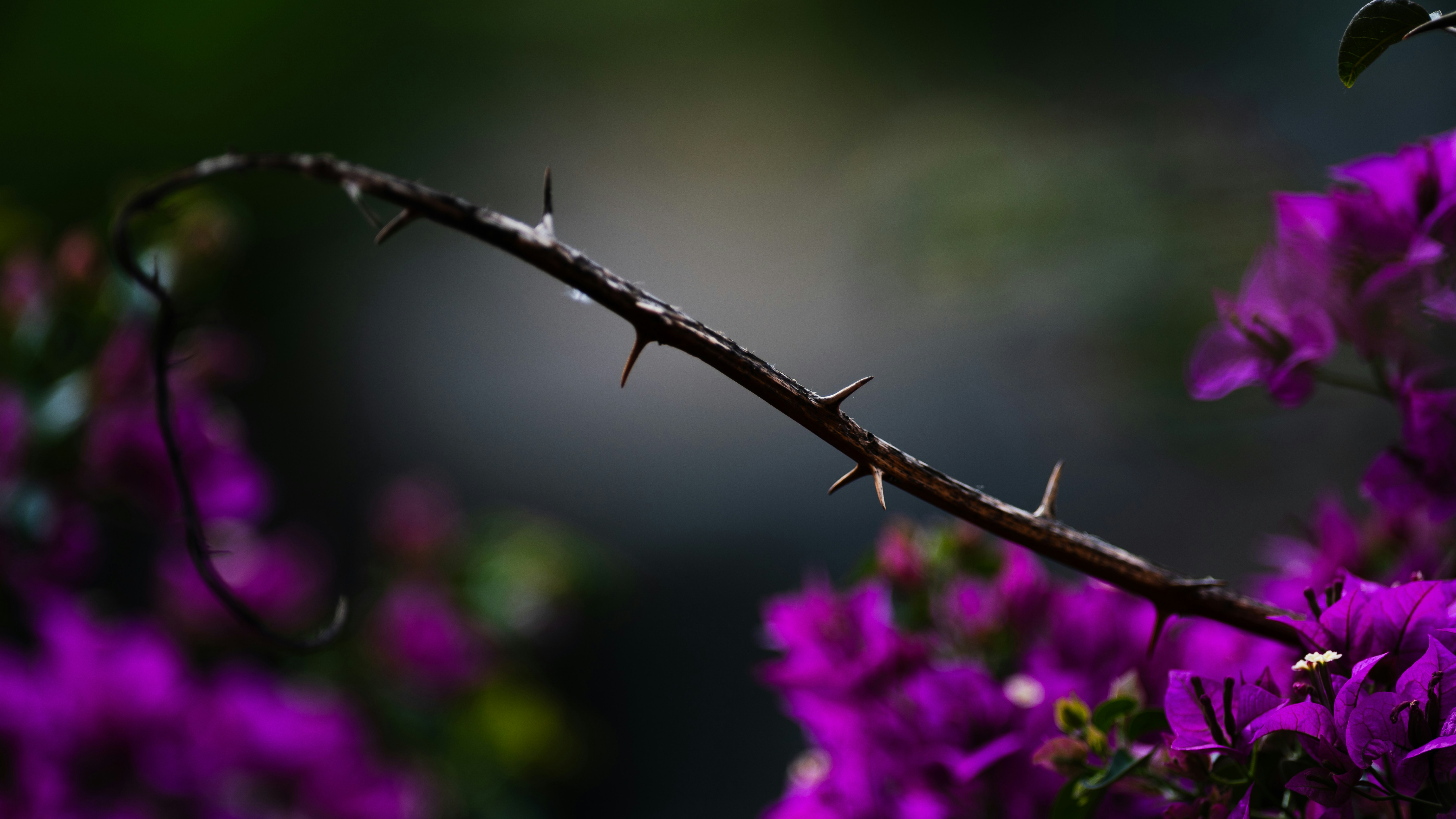 Diagonal Thorn Framing a Magenta Bloom