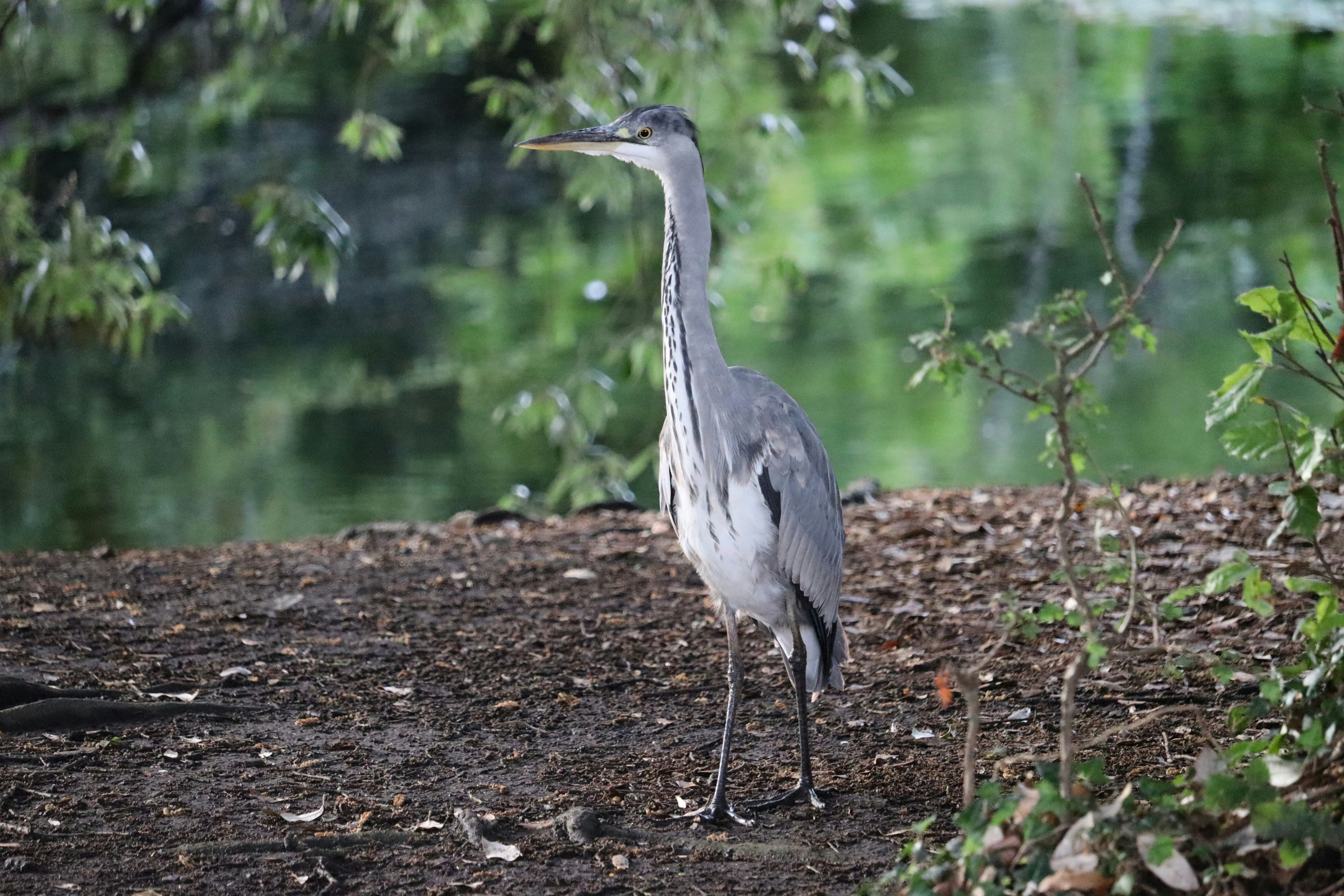 A grey heron stands poised on the bank of a serene body of water, surrounded by lush greenery.