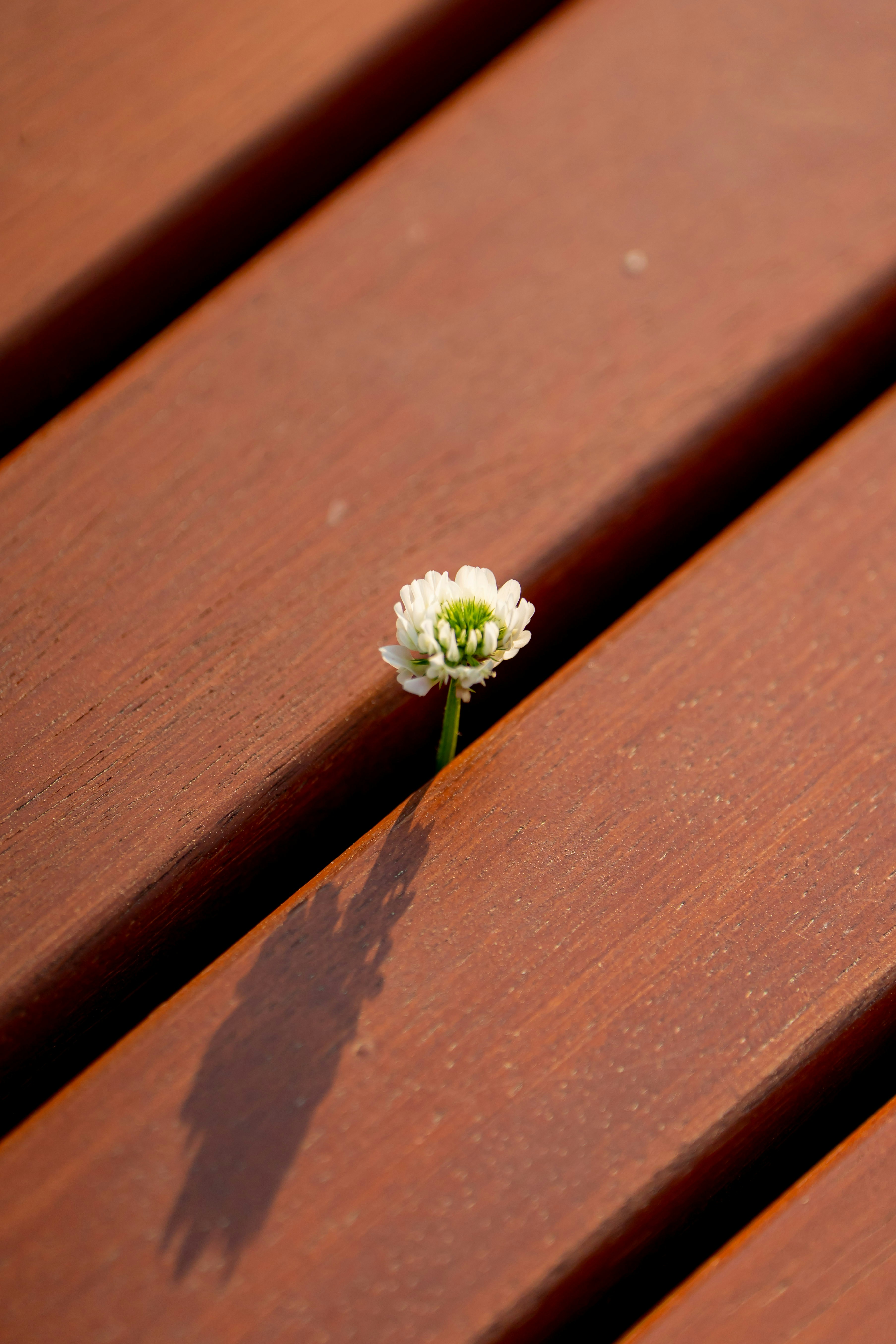 Lone white bloom puncturing the rhythm of sunlit deck slats