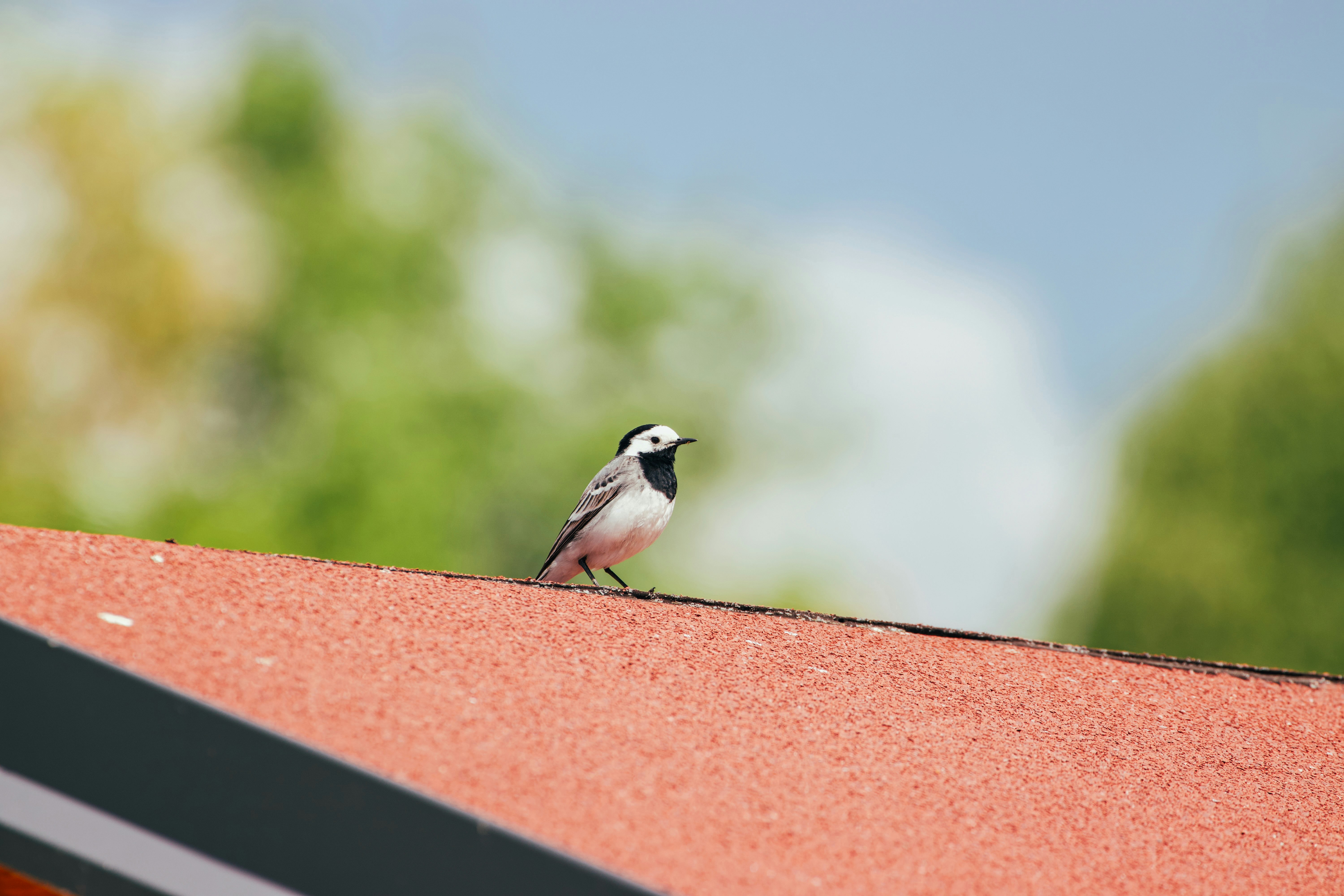 Perched Sentinel on a Copper Tile