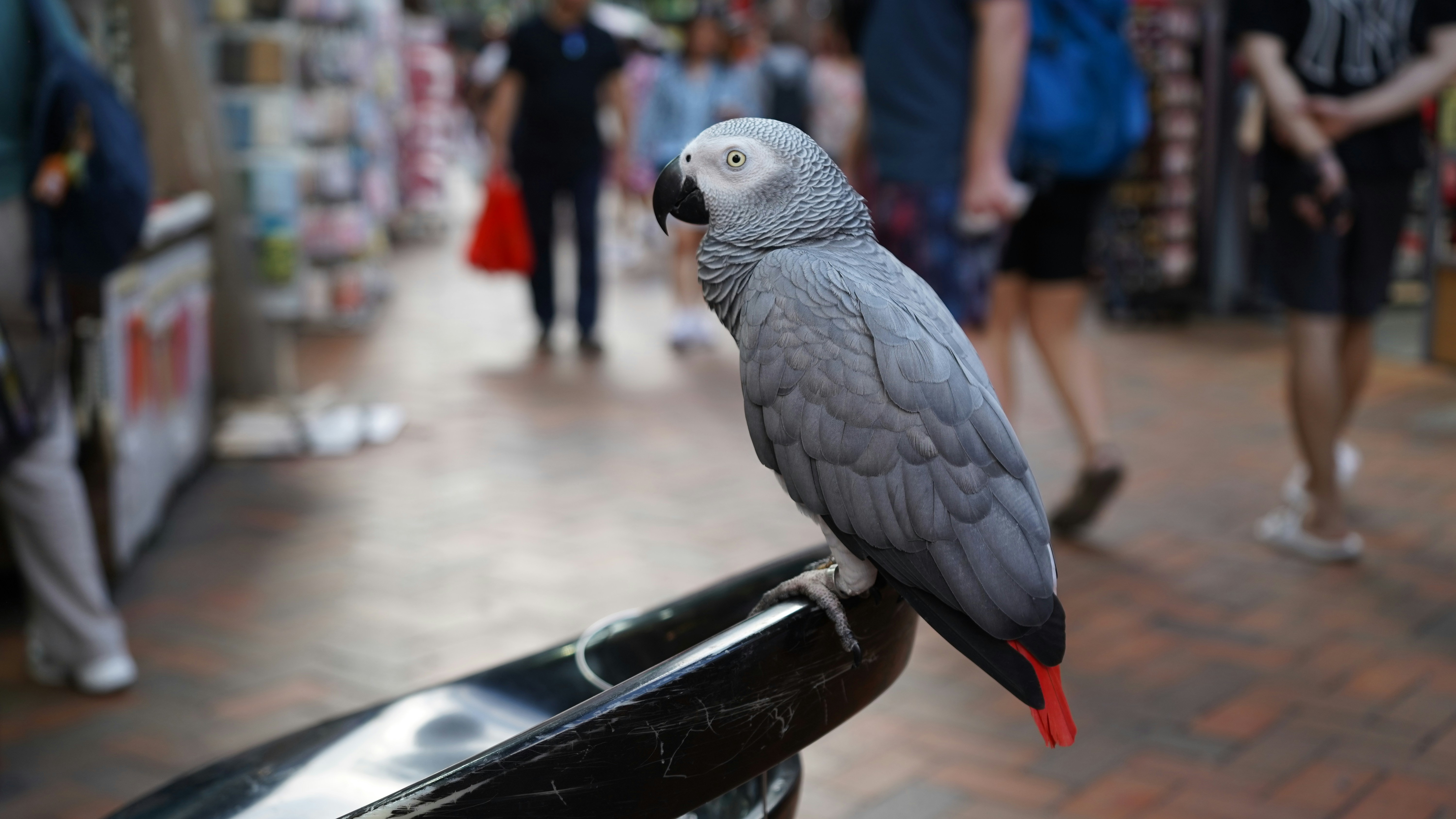 Urban Perch: Blue-Gray Parrot on a Rail Amid a Crowded Market