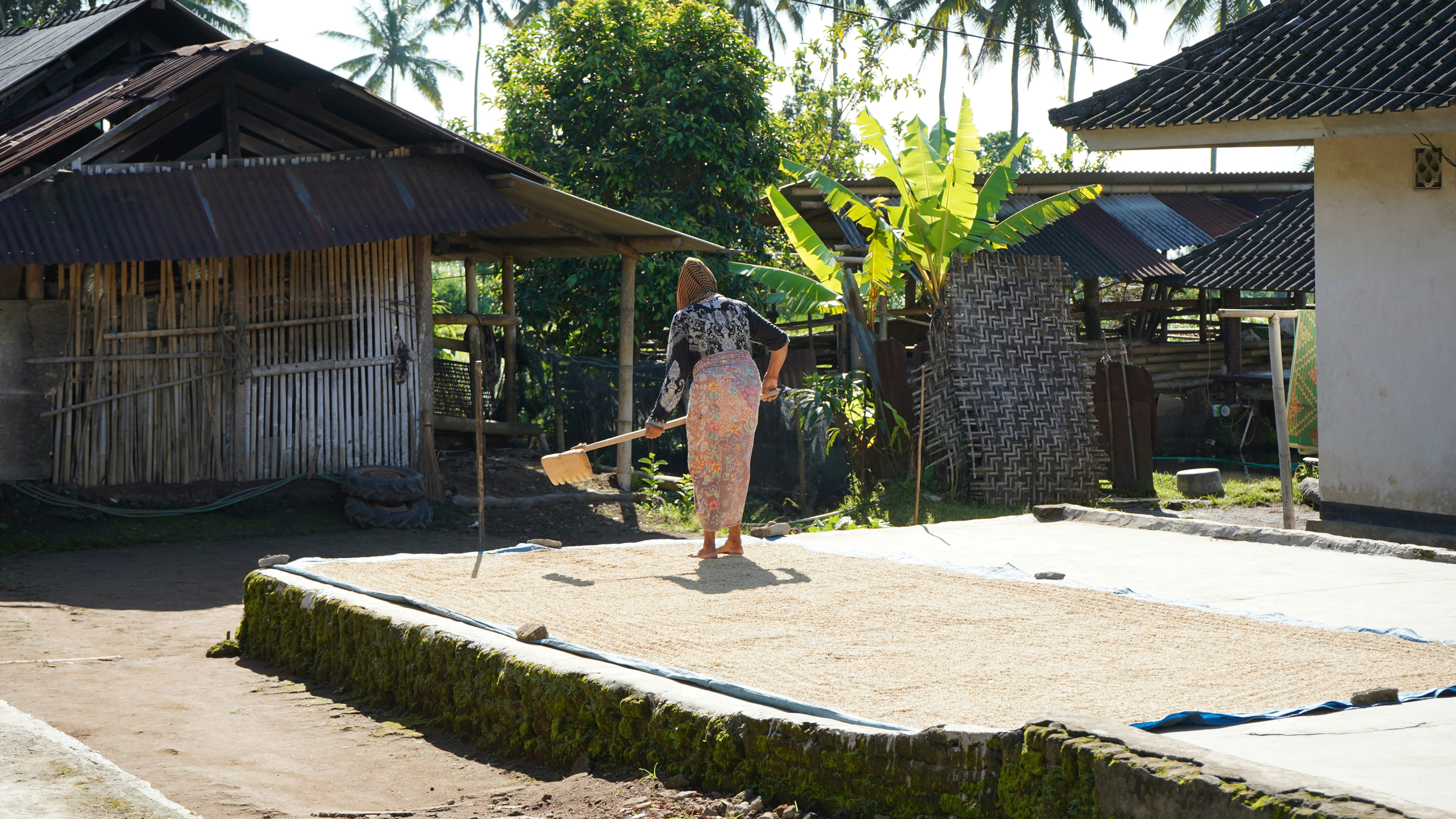 An Indonesian woman rakes rice grains drying under the sun in a traditional village compound surrounded by bamboo huts and tropical vegetation