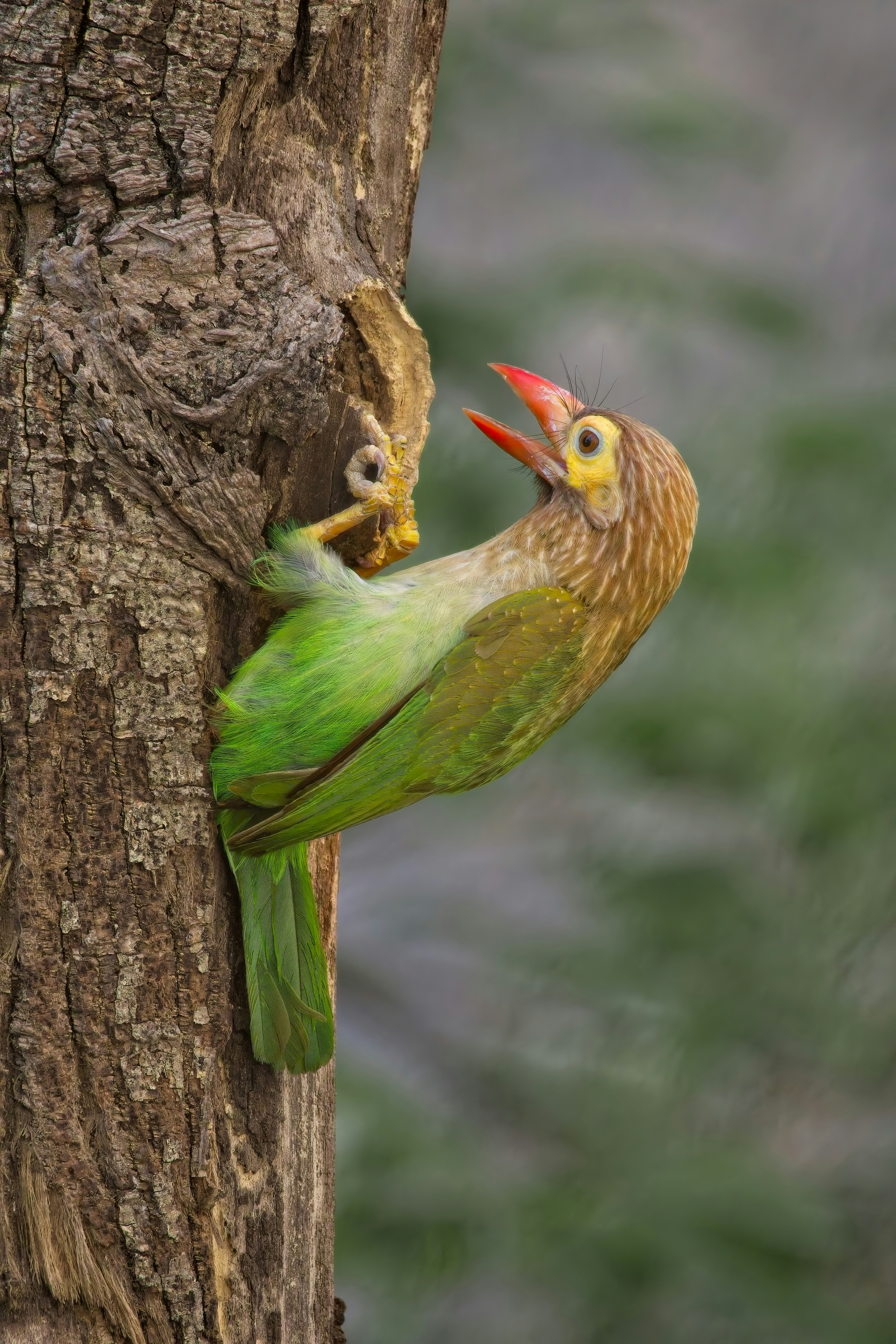 Emerald Crest on Bark: A Green-Headed Bird Clings and Calls