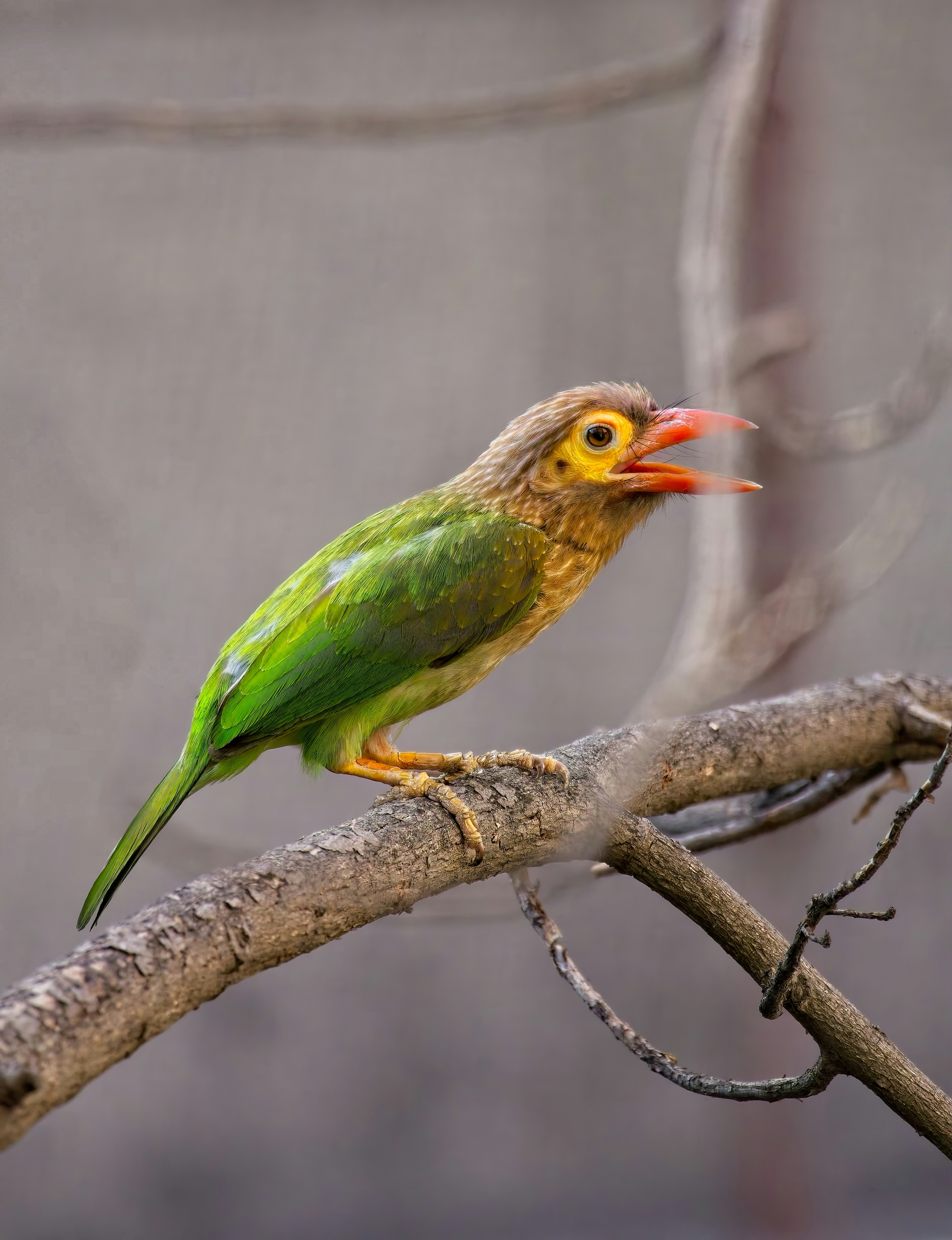 Emerald Perch: An Open-Beak Green Warbler on a Weathered Branch
