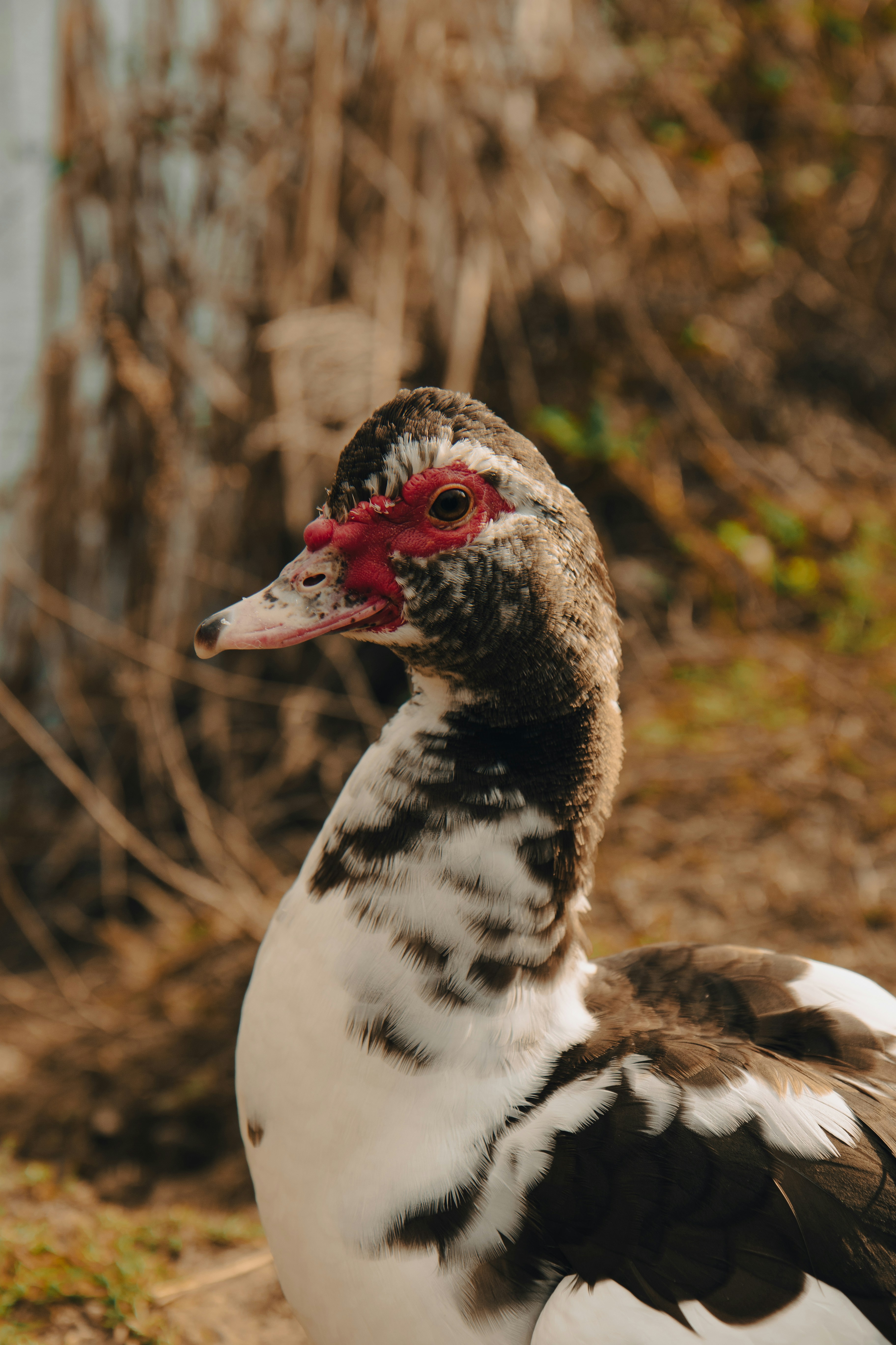 Red-crested Duck Portrait: Focused Gaze Amid Natural Dusk Tones