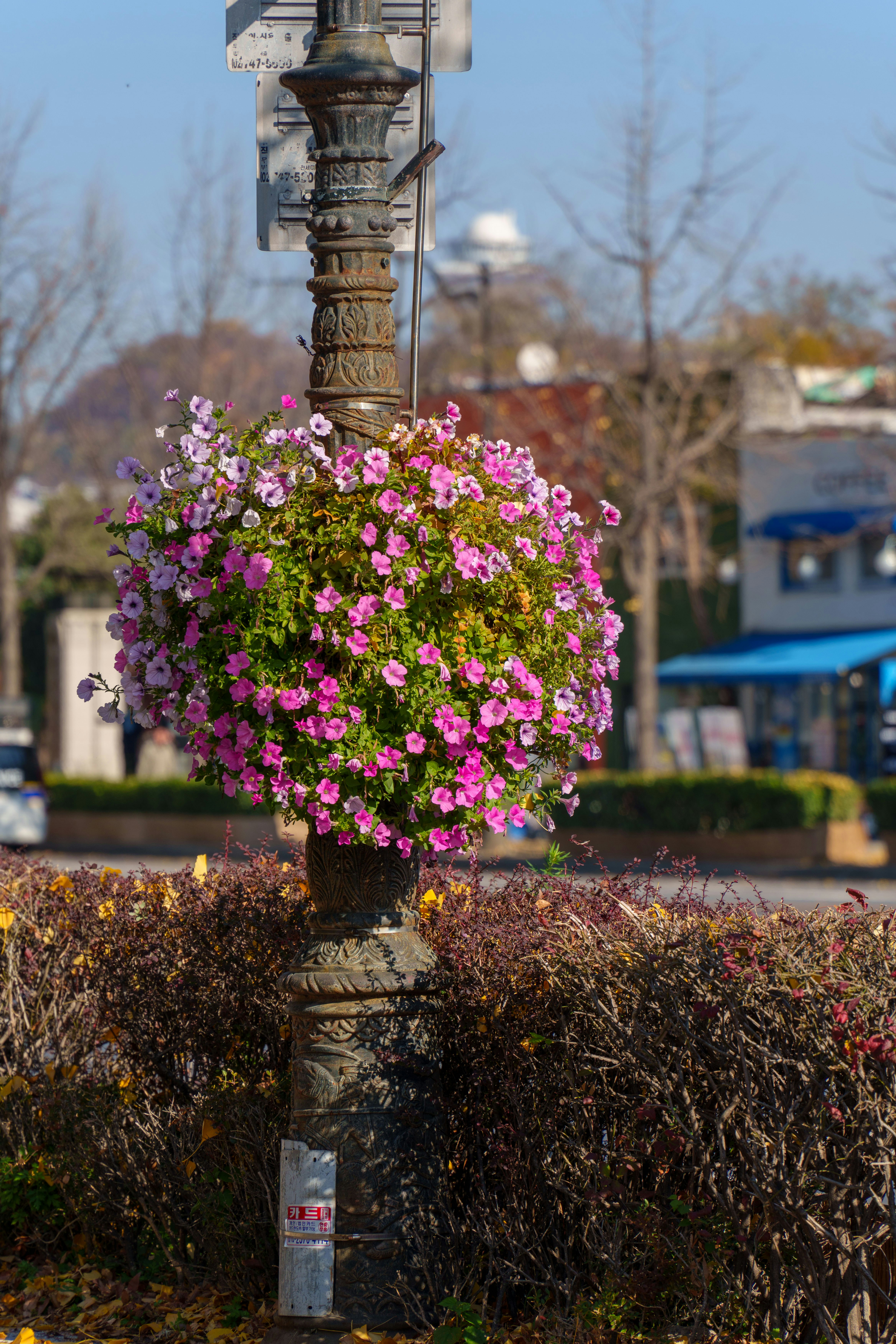 Hanging Petals: A Floral Lantern in the Urban Square