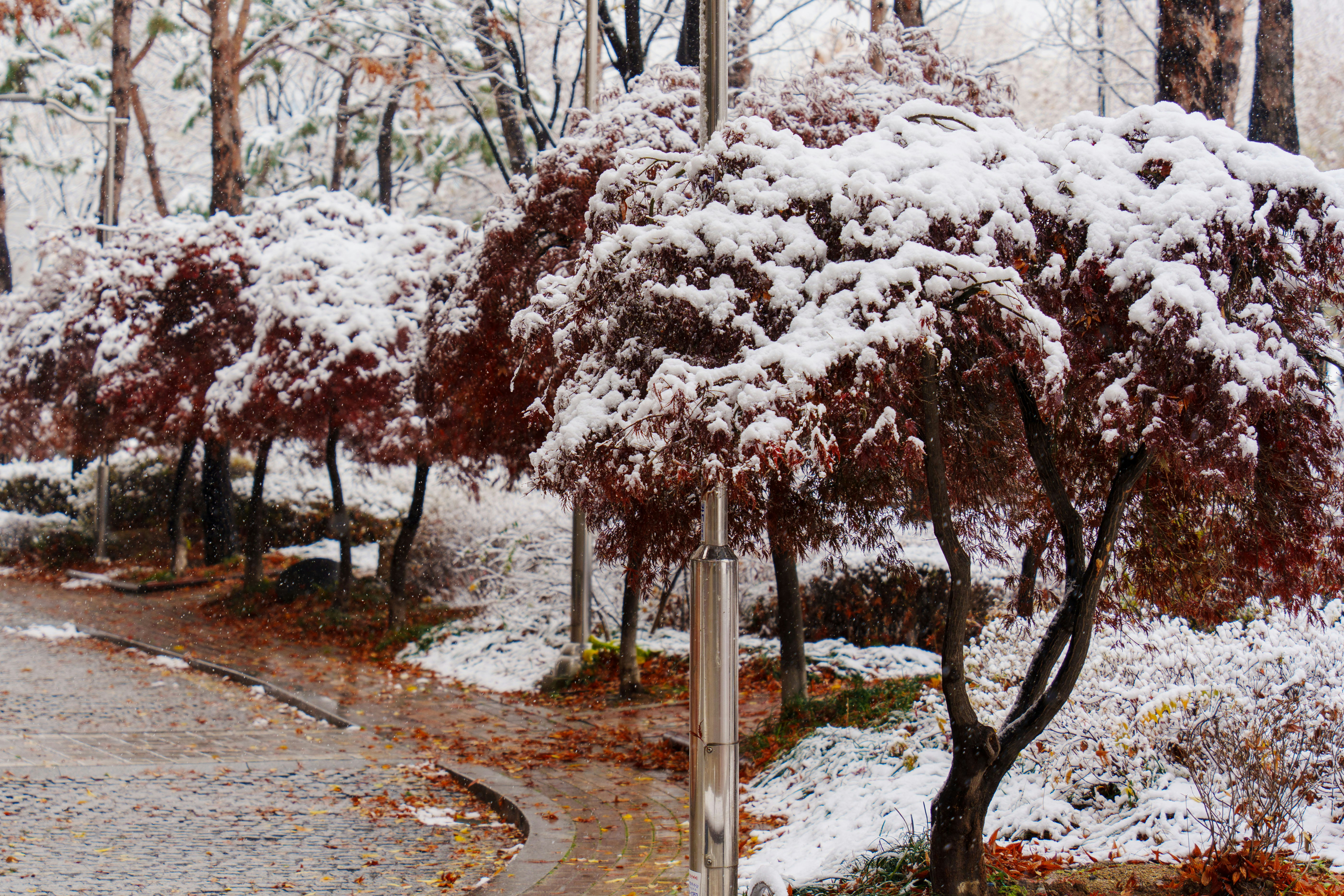 Snow covers trees in a beautiful winter landscape. photo – Free Image ...