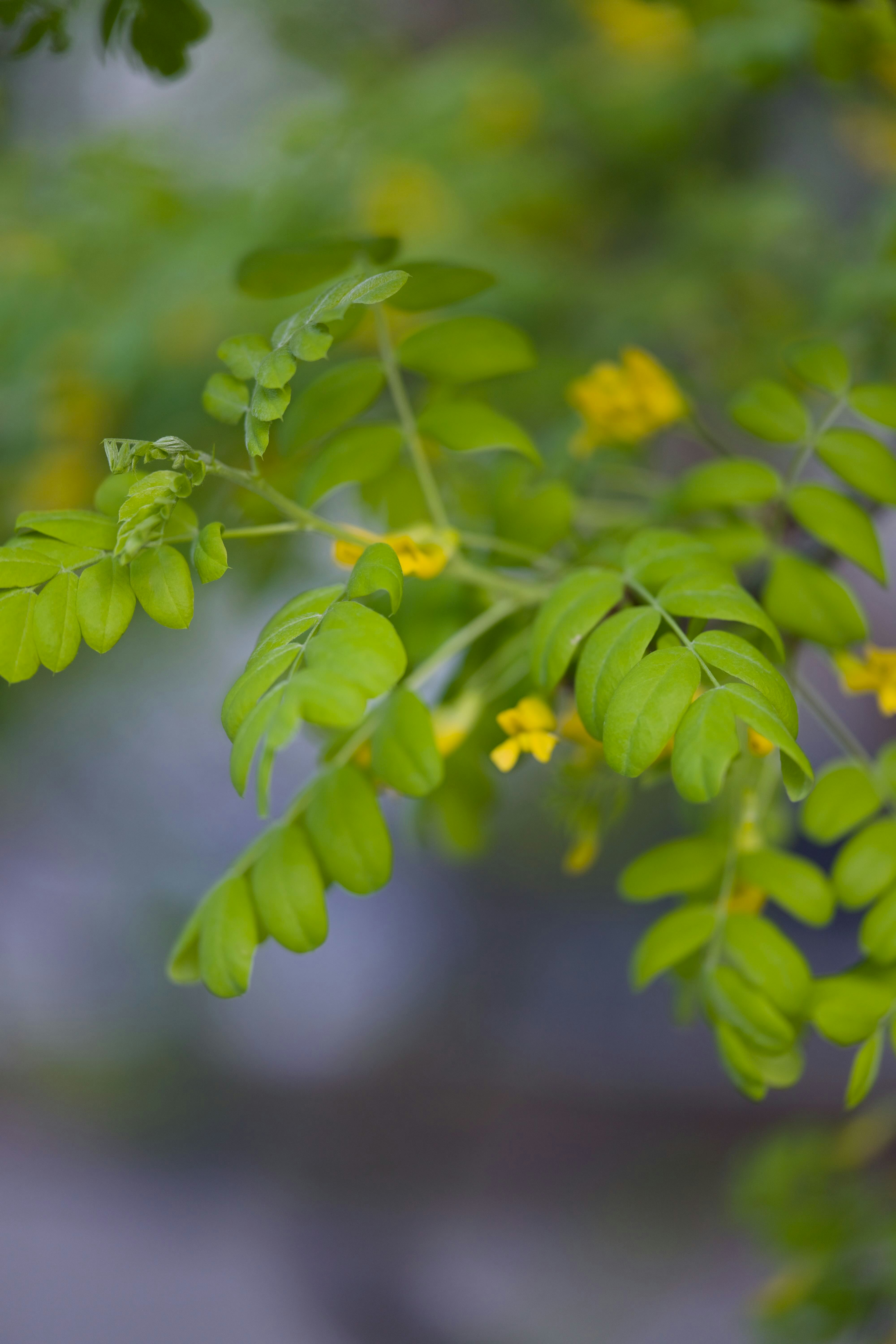 Sunlit Yellow Blossoms Among Fresh Green Foliage
