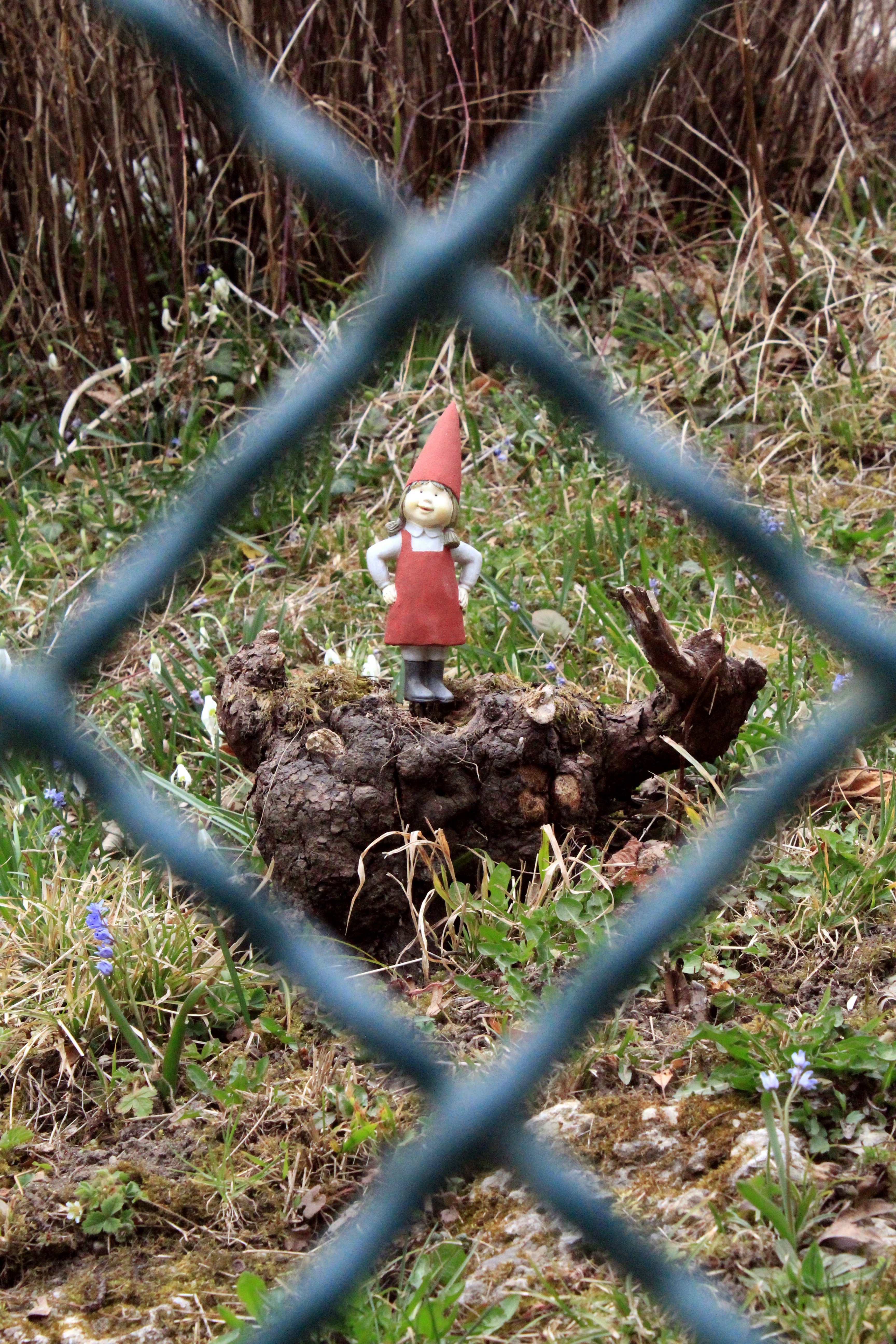 Tiny Guardian on a Weathered Trunk