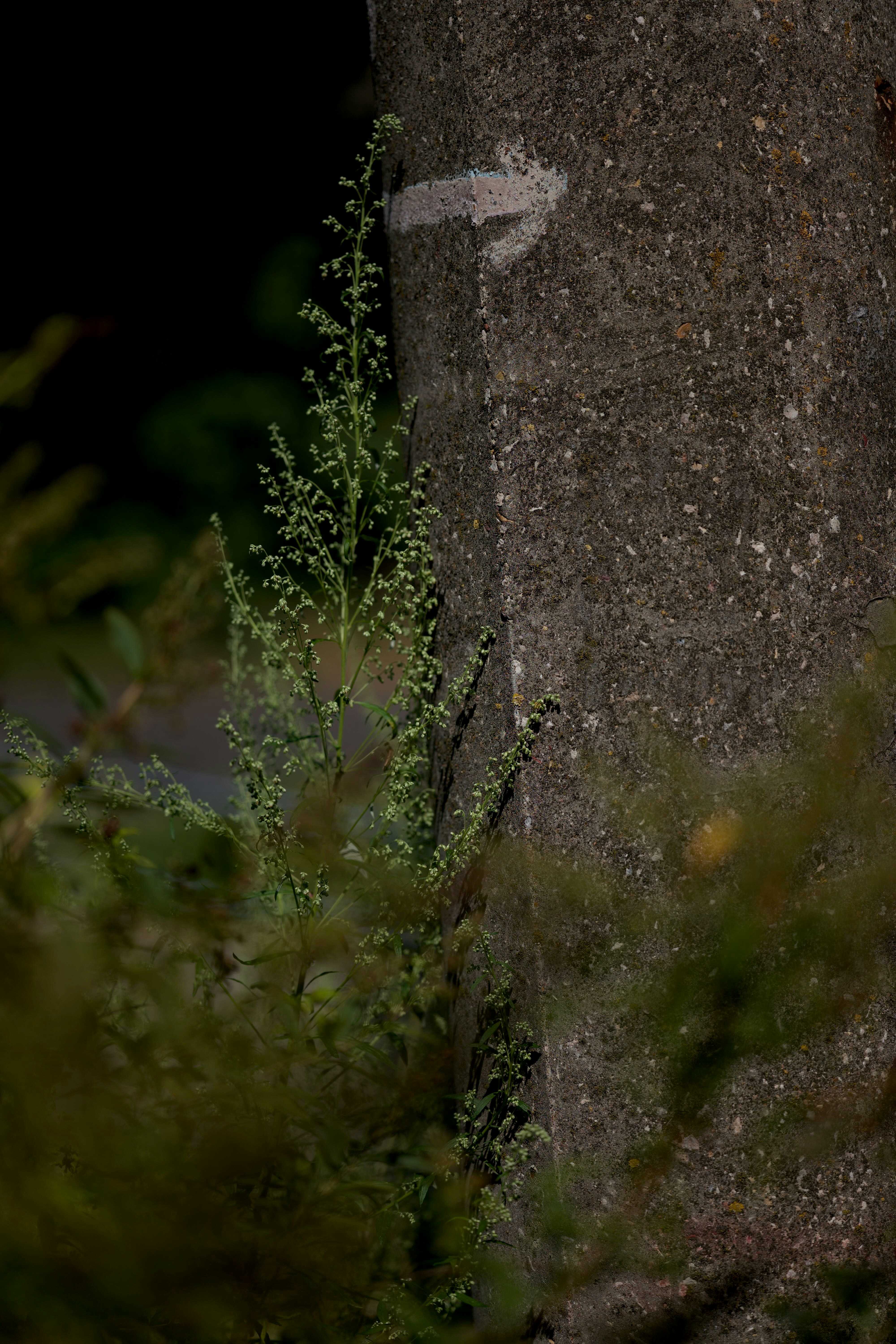 Nature's Subtle Guide