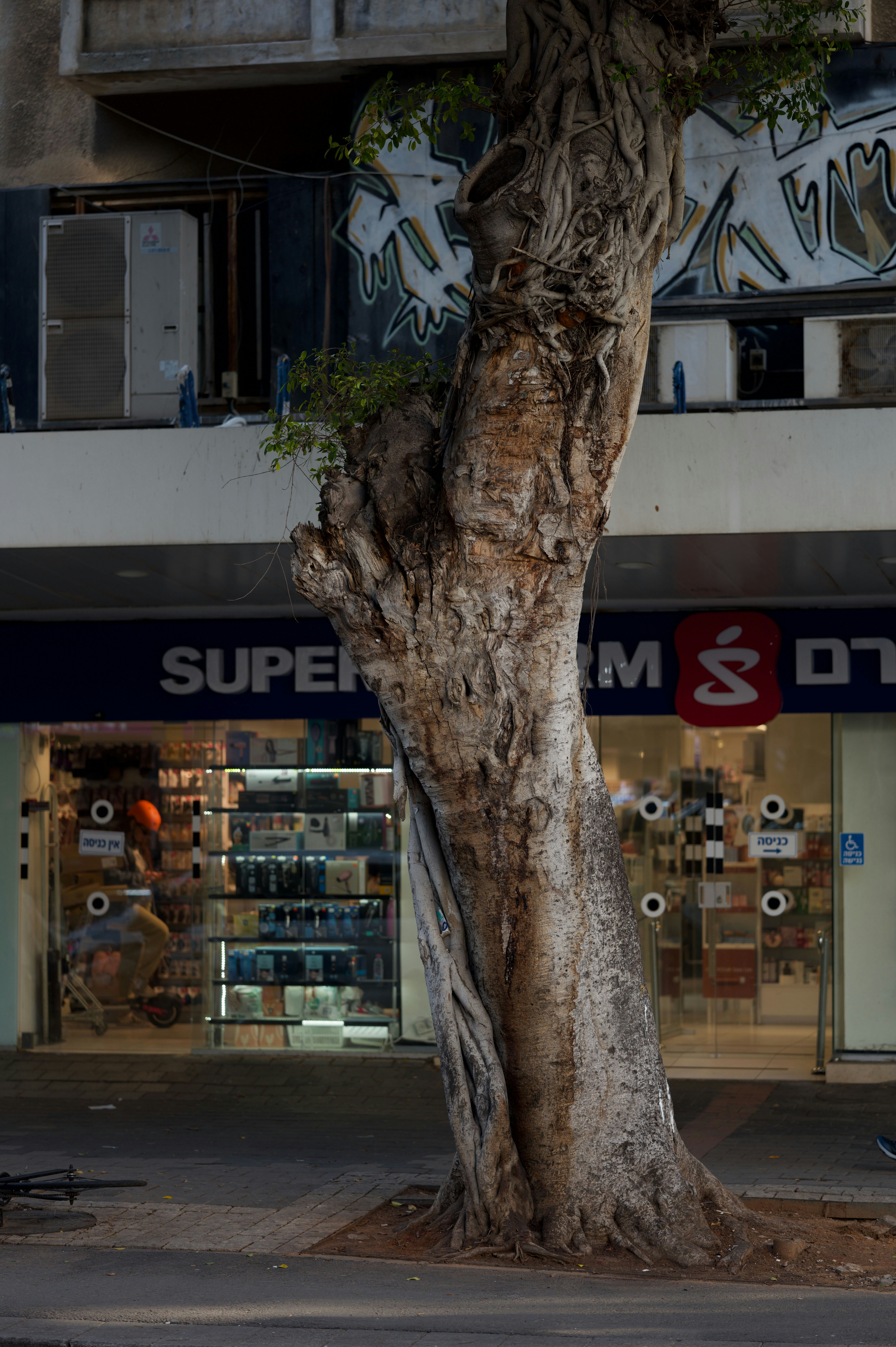 A large tree stands before a storefront.