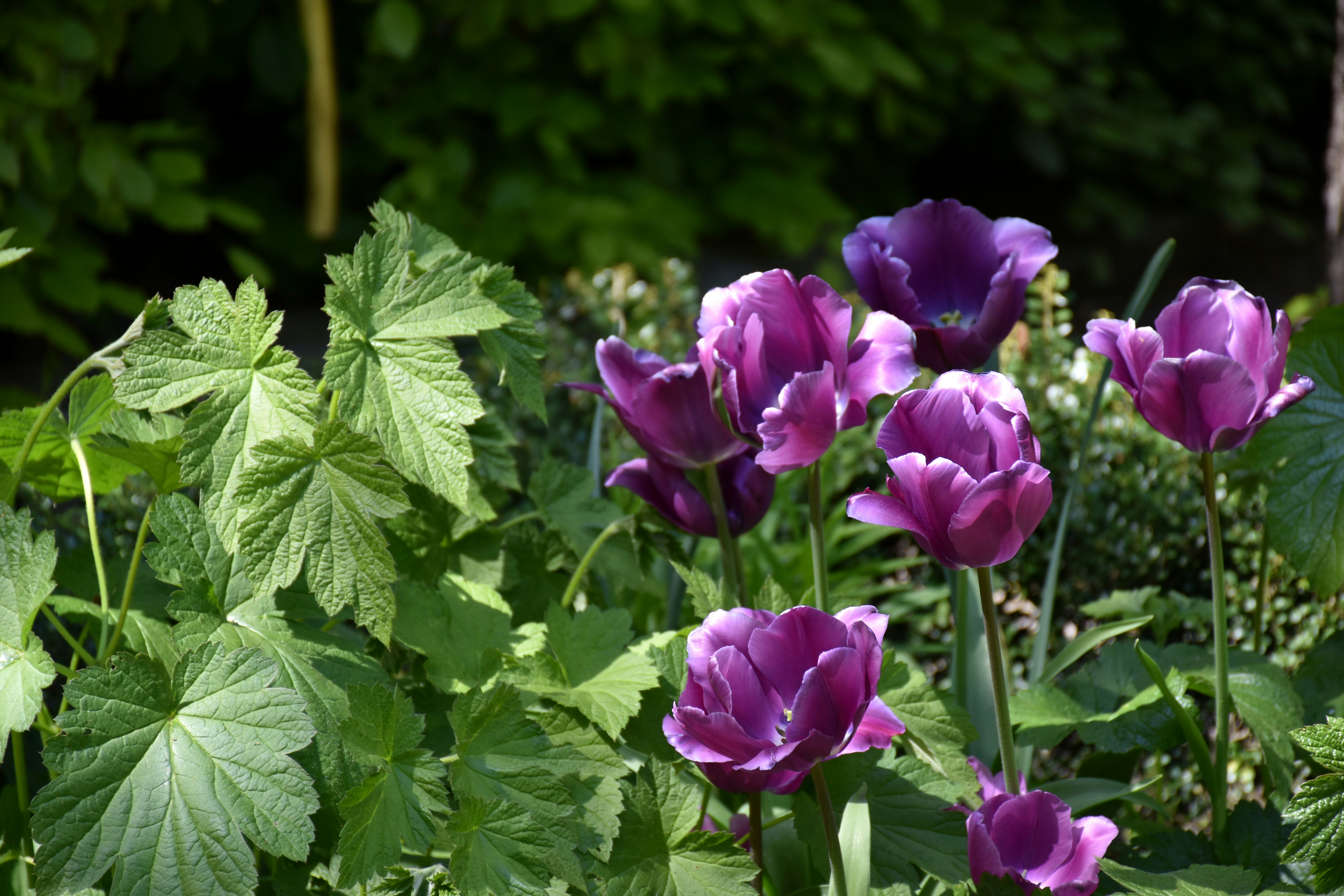 Violet Tulips Framing a Lush Green Border