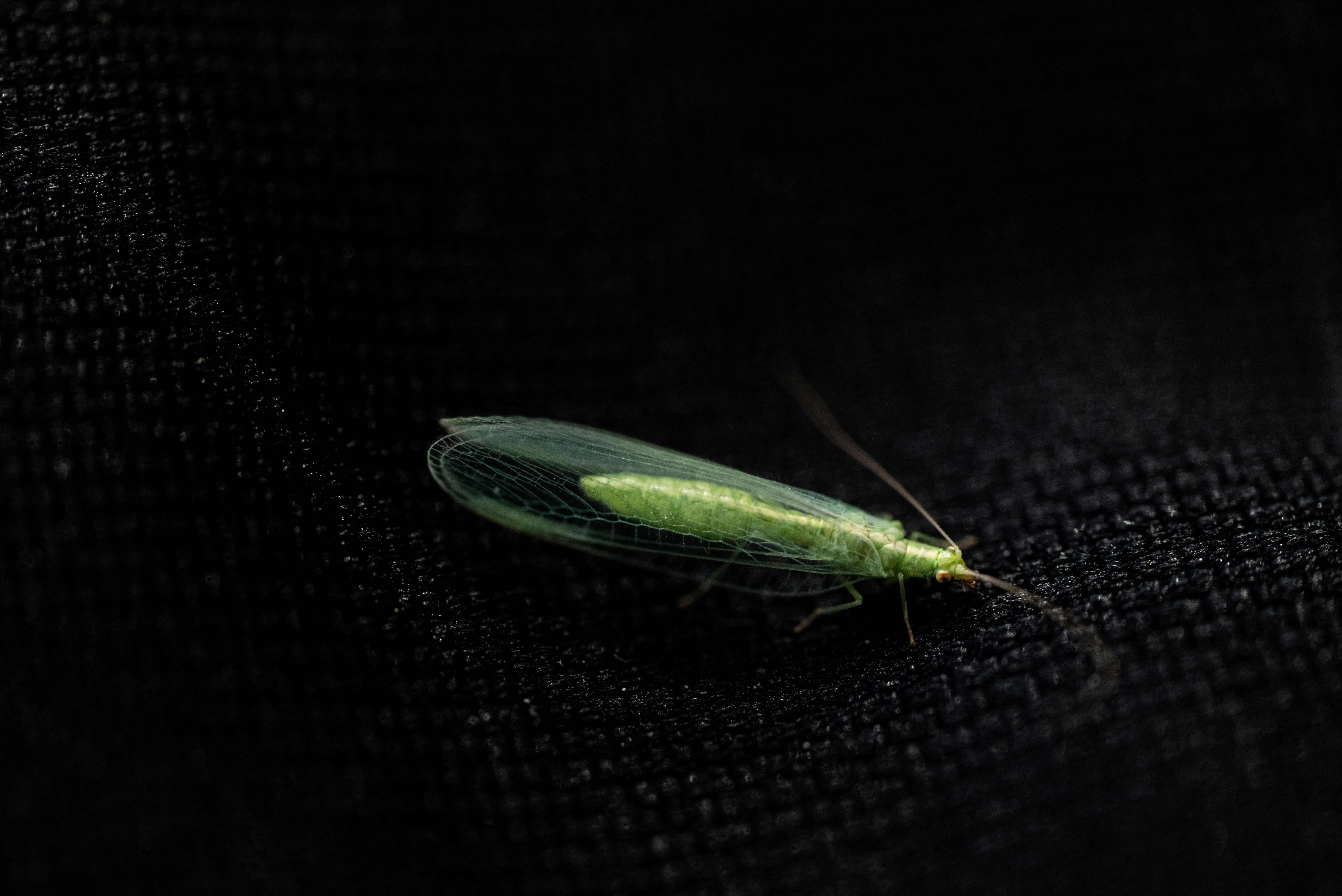 Emerald leafhopper on charcoal fabric: micro-portrait of color and texture