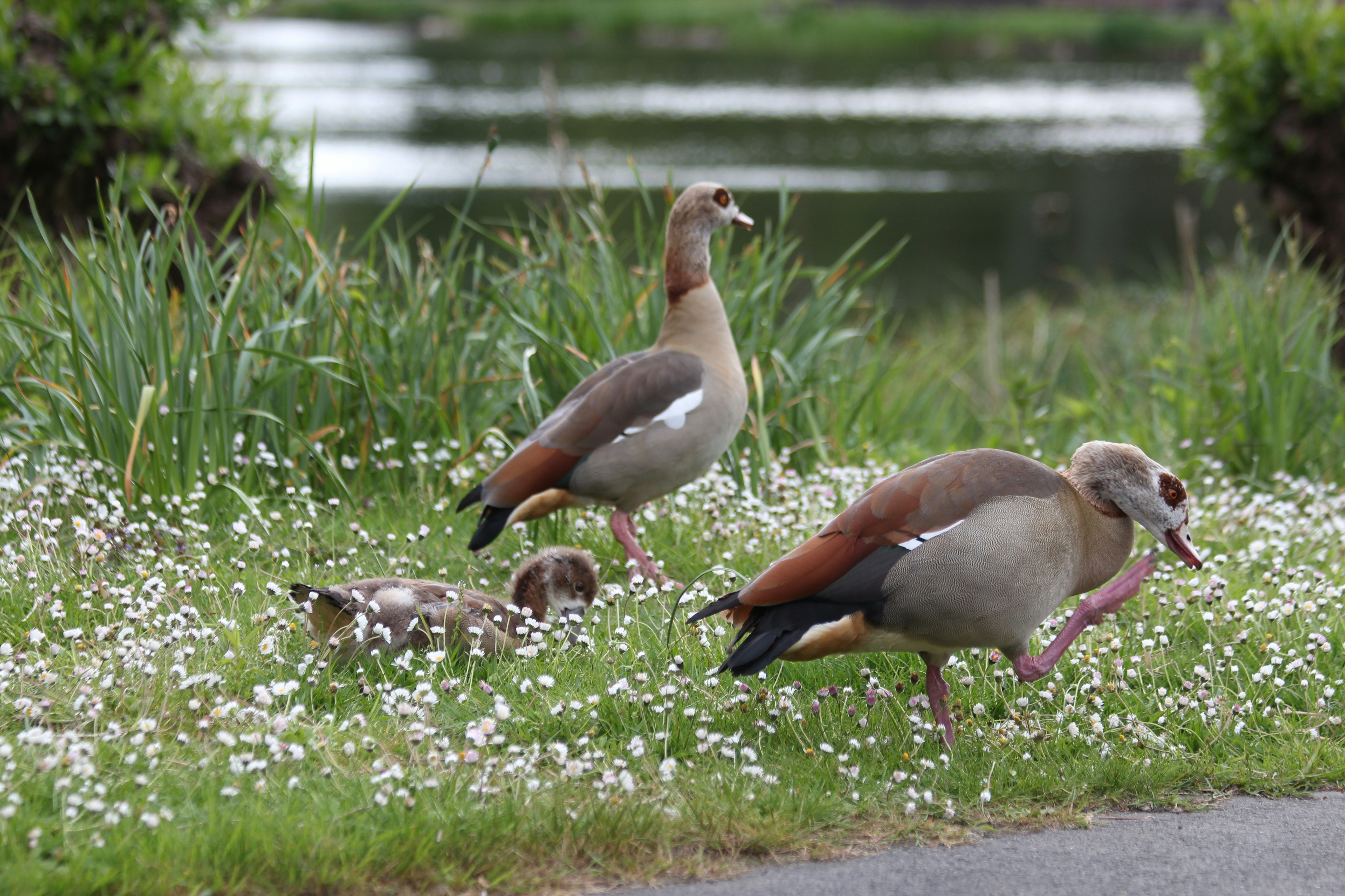 Riverside Forage: Egyptian Geese in a Clover-White Wake