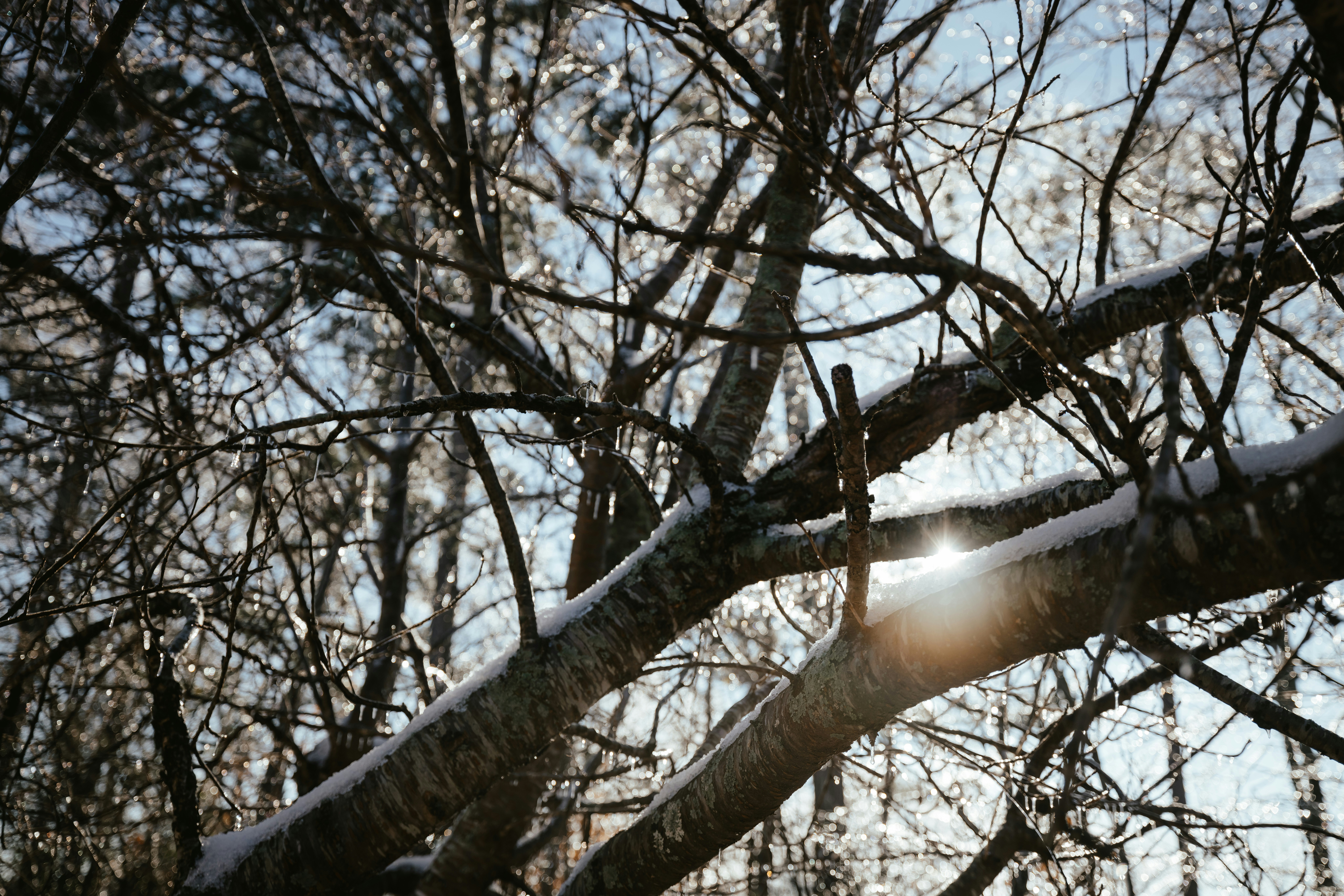 Whispers of Winter: Nature's Silent Embrace