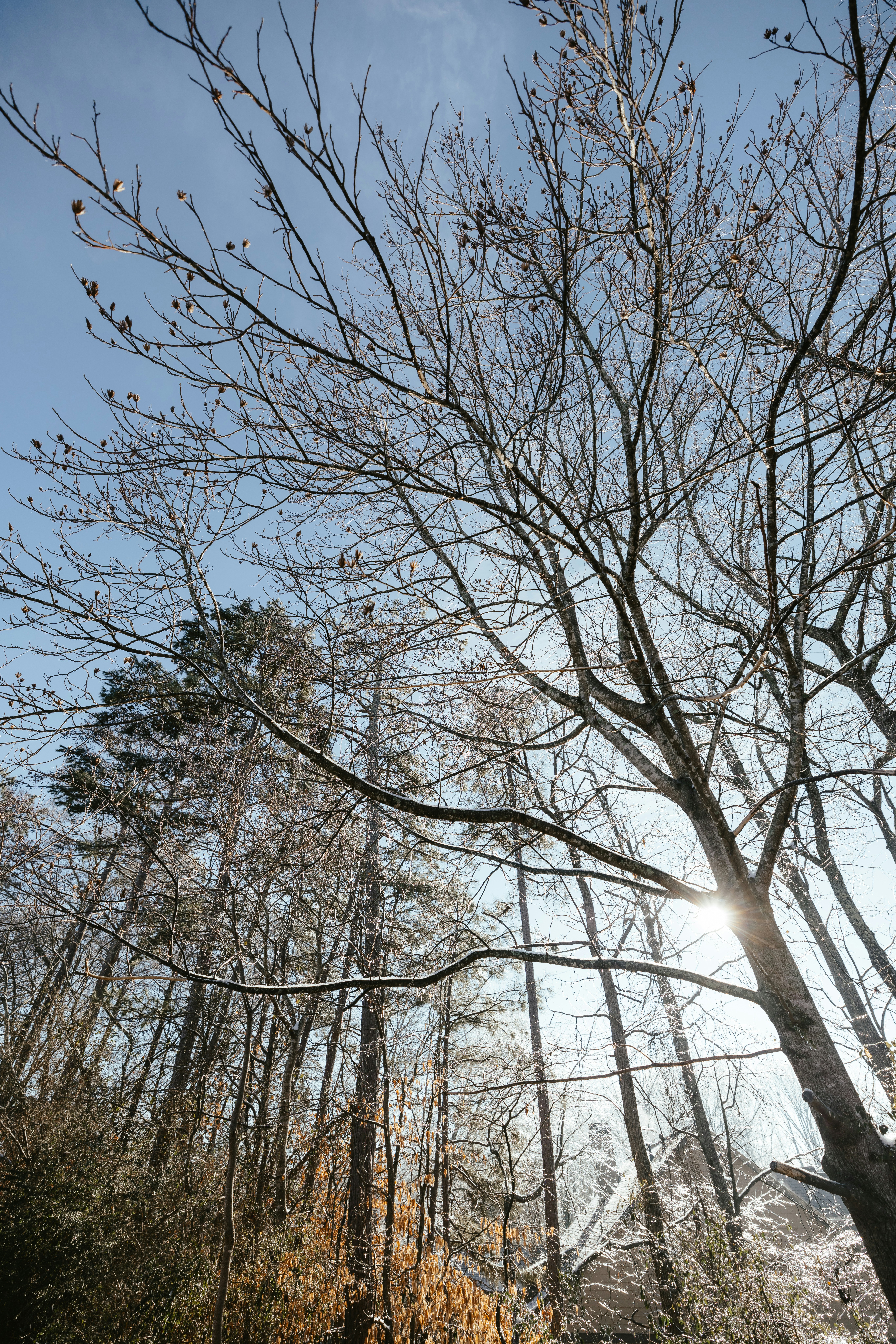 Bare trees reach toward a bright blue sky.