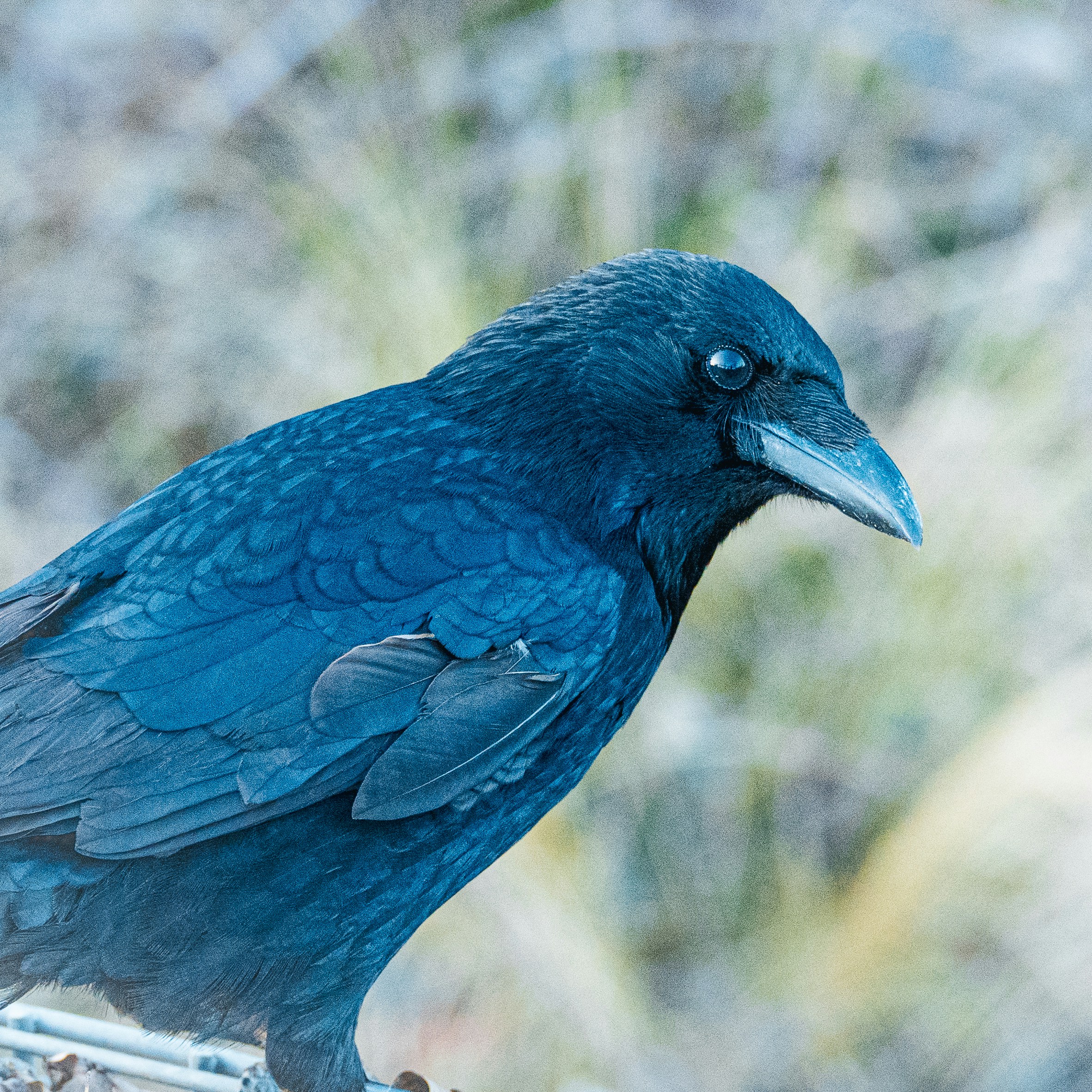 Azure-Glazed Raven: A Close-Up Portrait in Quiet Focus