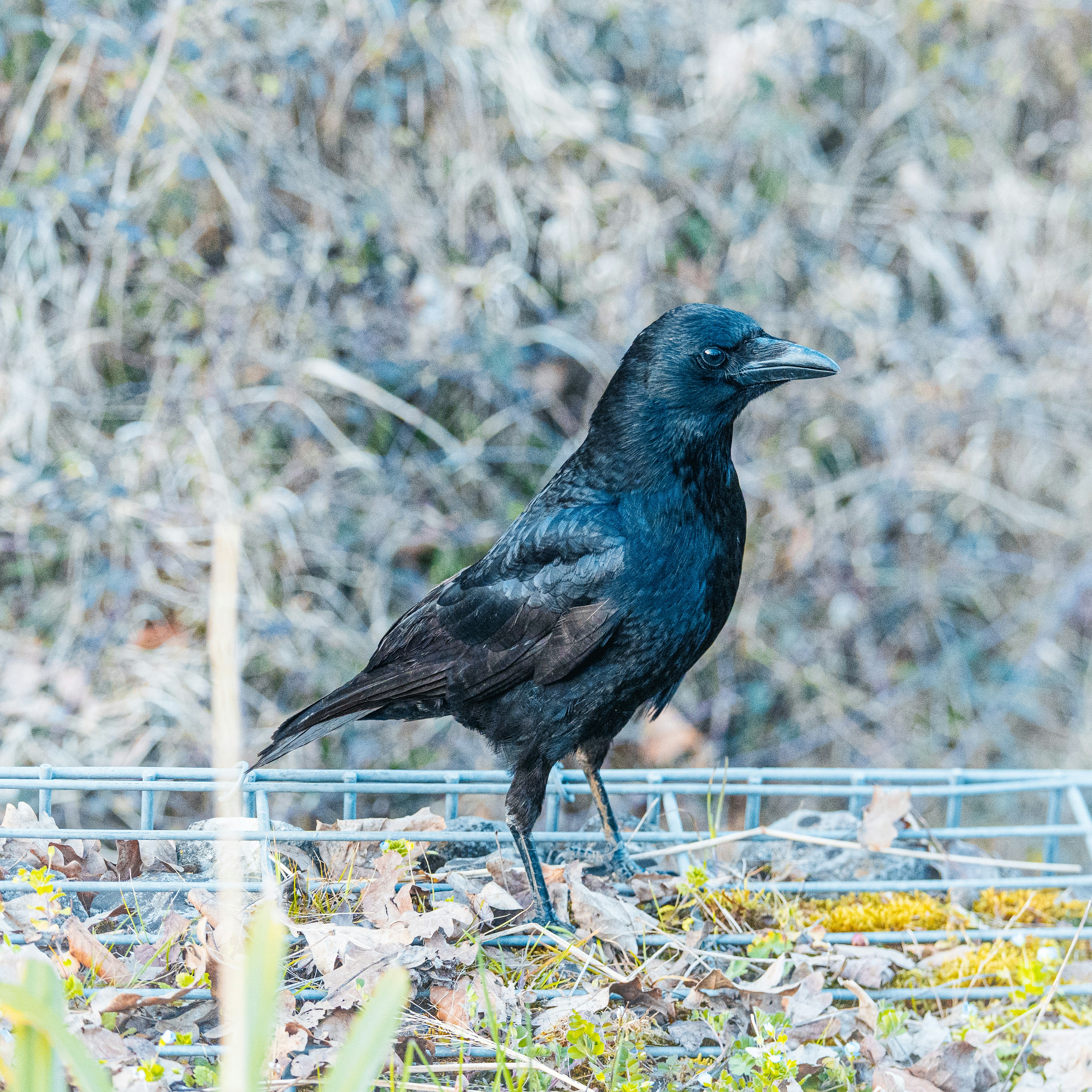 Midnight Gloss Crow Perched by a Mossy Fence