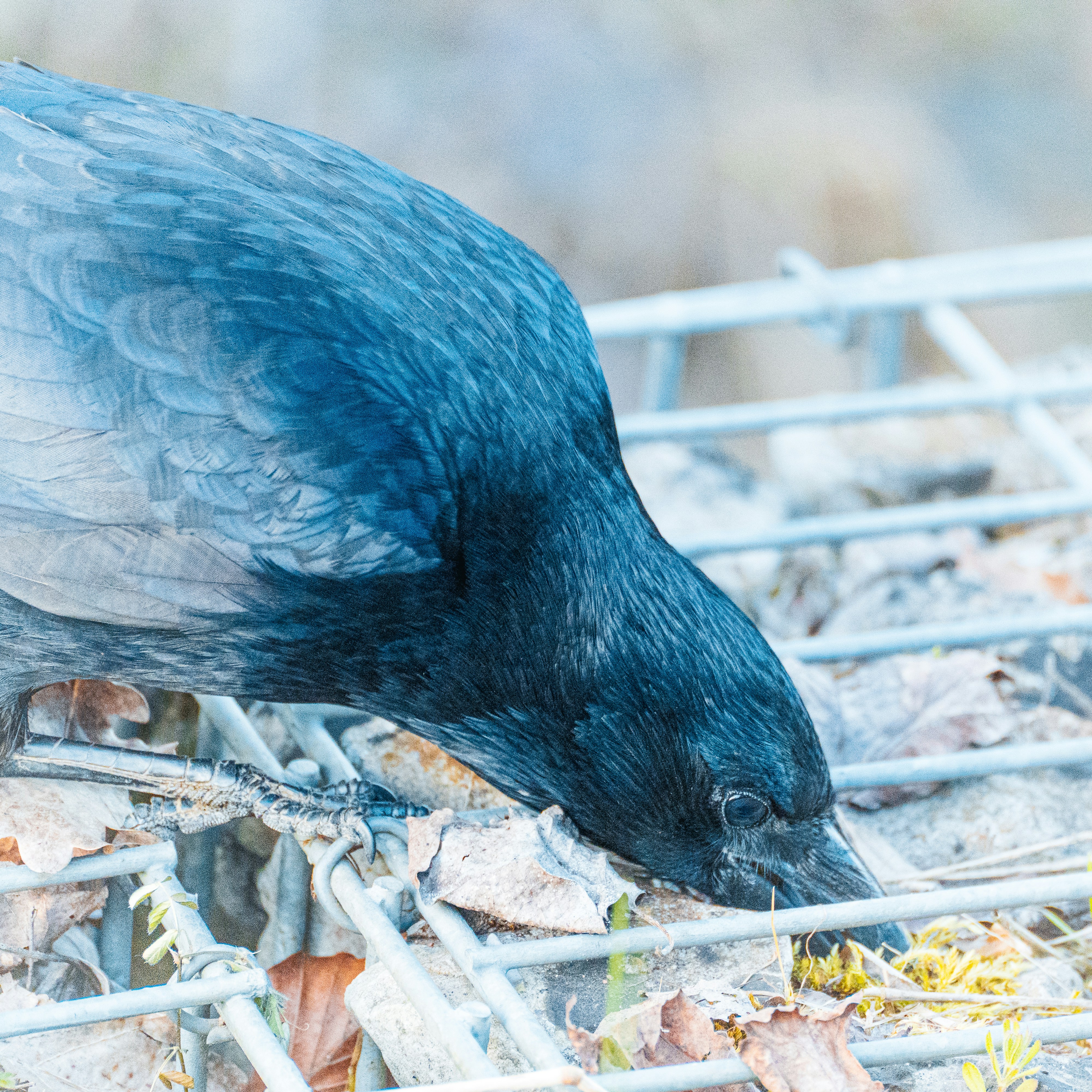 Shadowed Crow Foraging on a Ground of Leaves and Wire