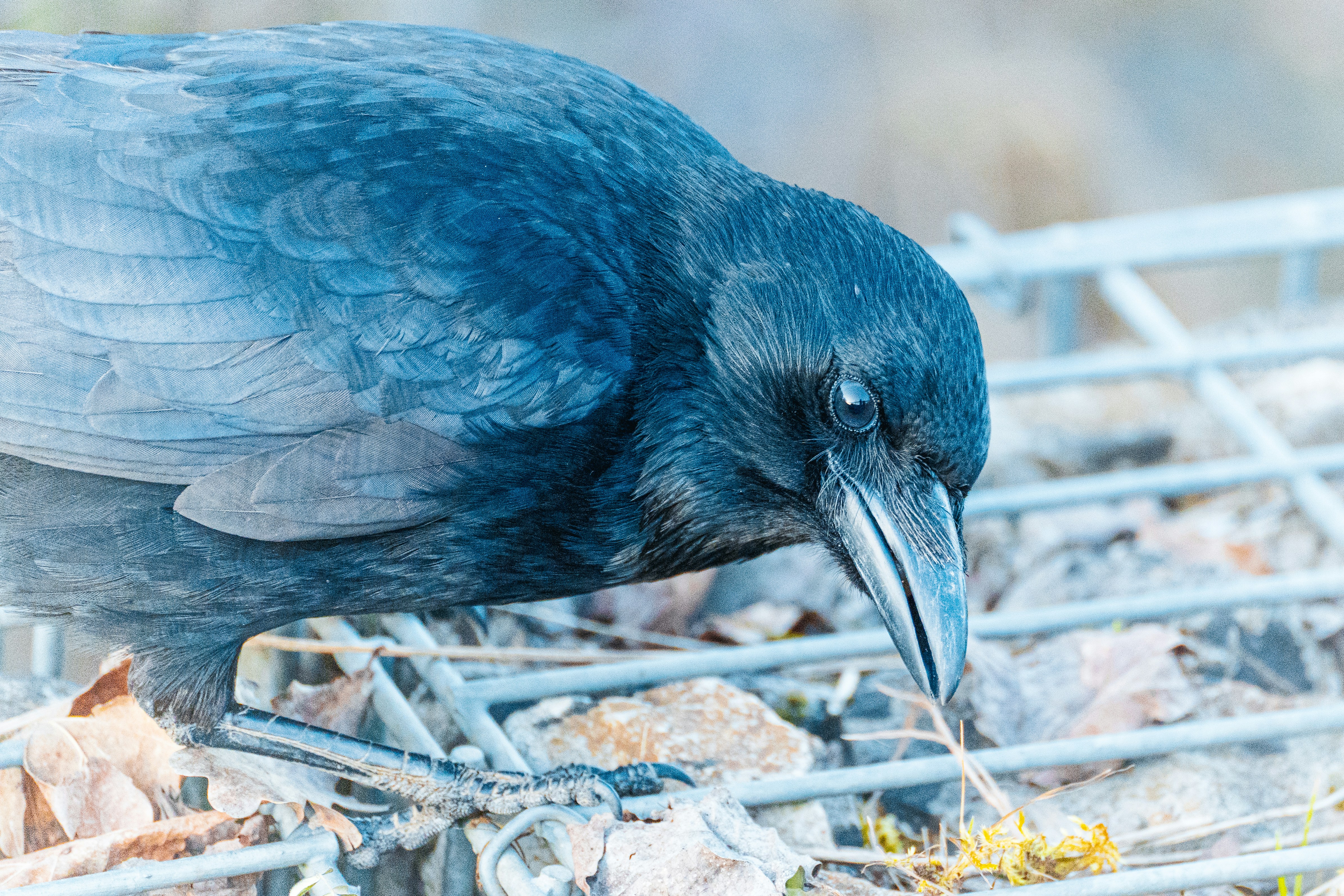 A Raven's Curiosity: Nature's Intelligent Forager