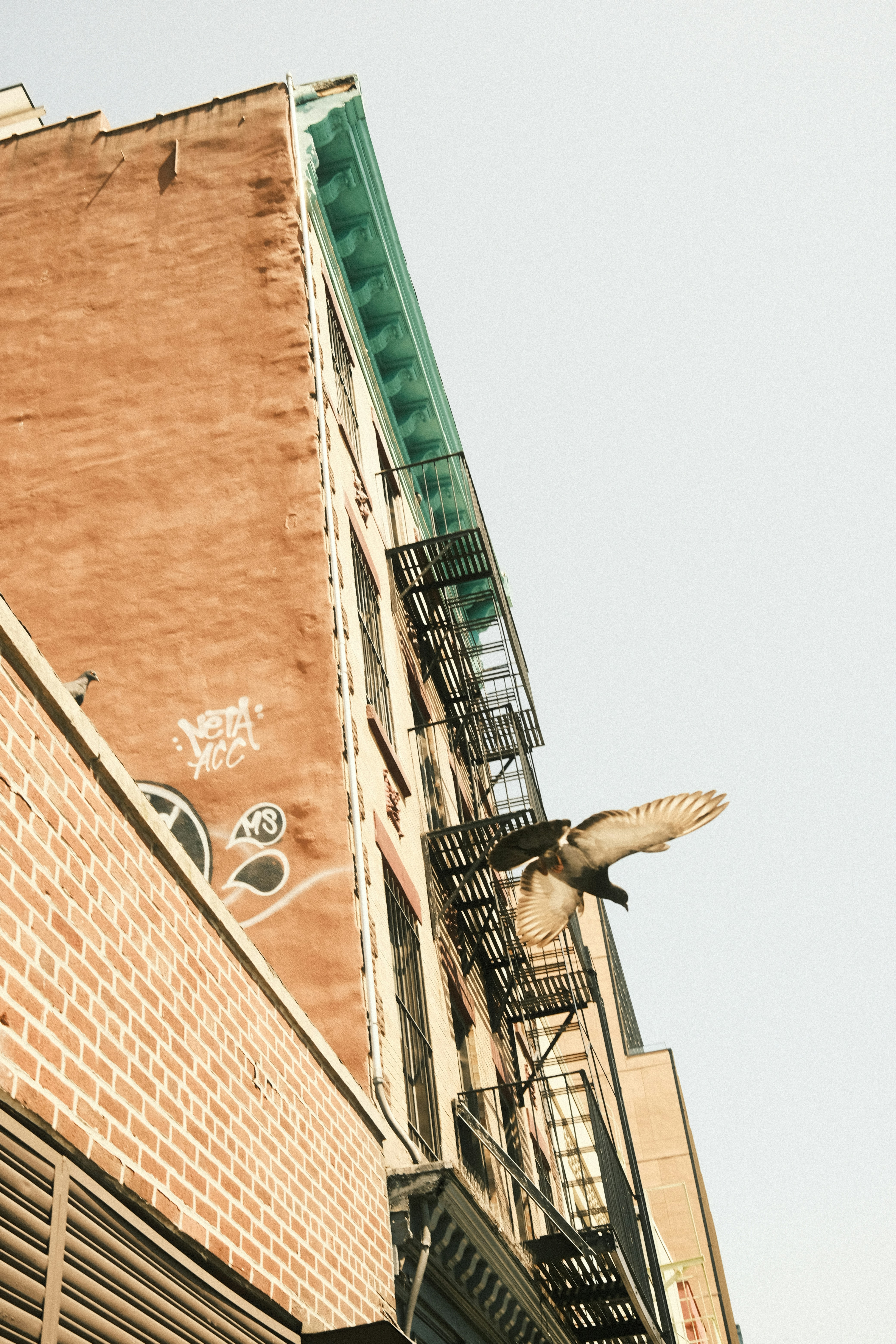 Wingbeat Over a Tilted Brick Facade: Urban Geometry in Flight