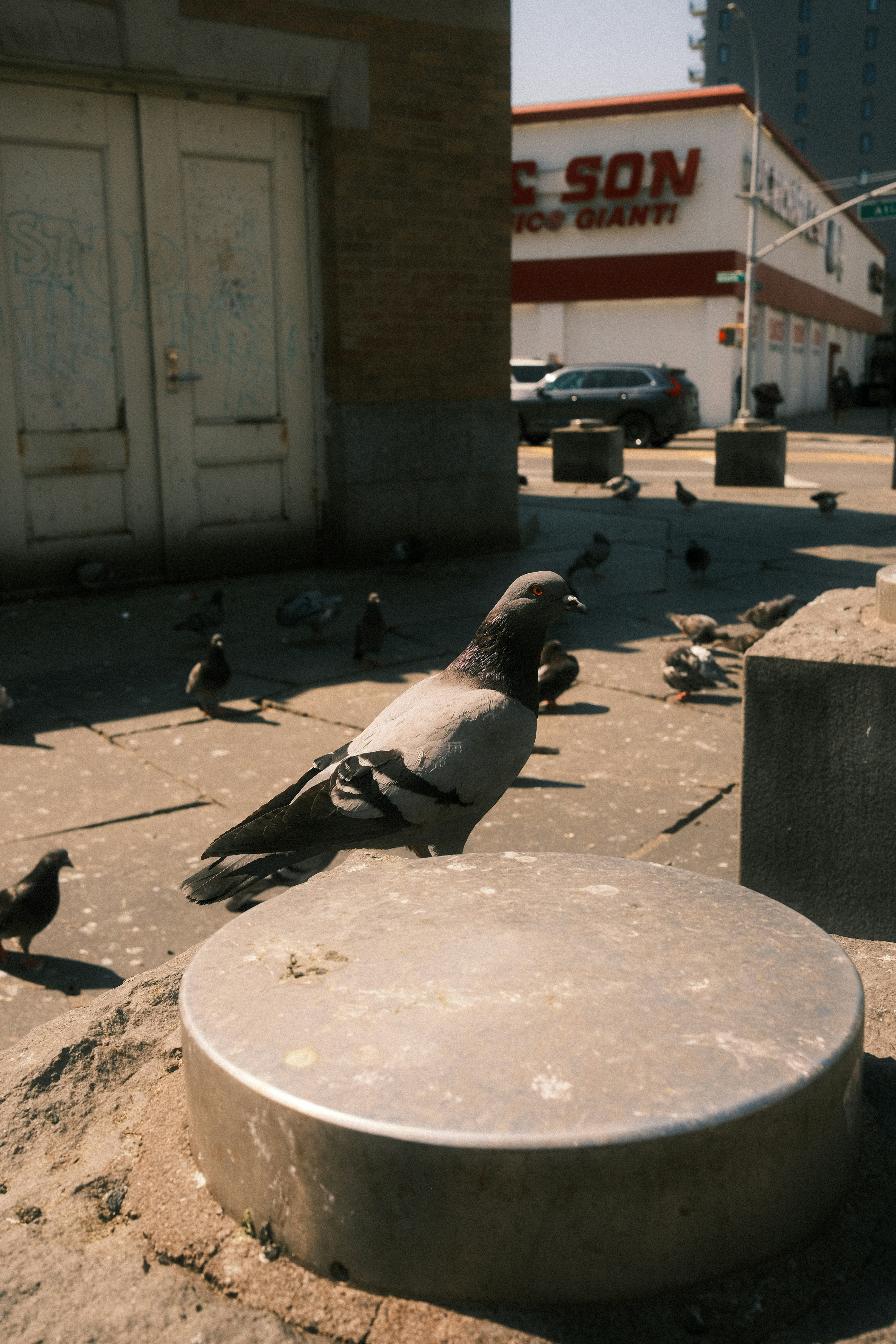 Pigeon on a Sunlit Pedestal: City Still-Life at Midday