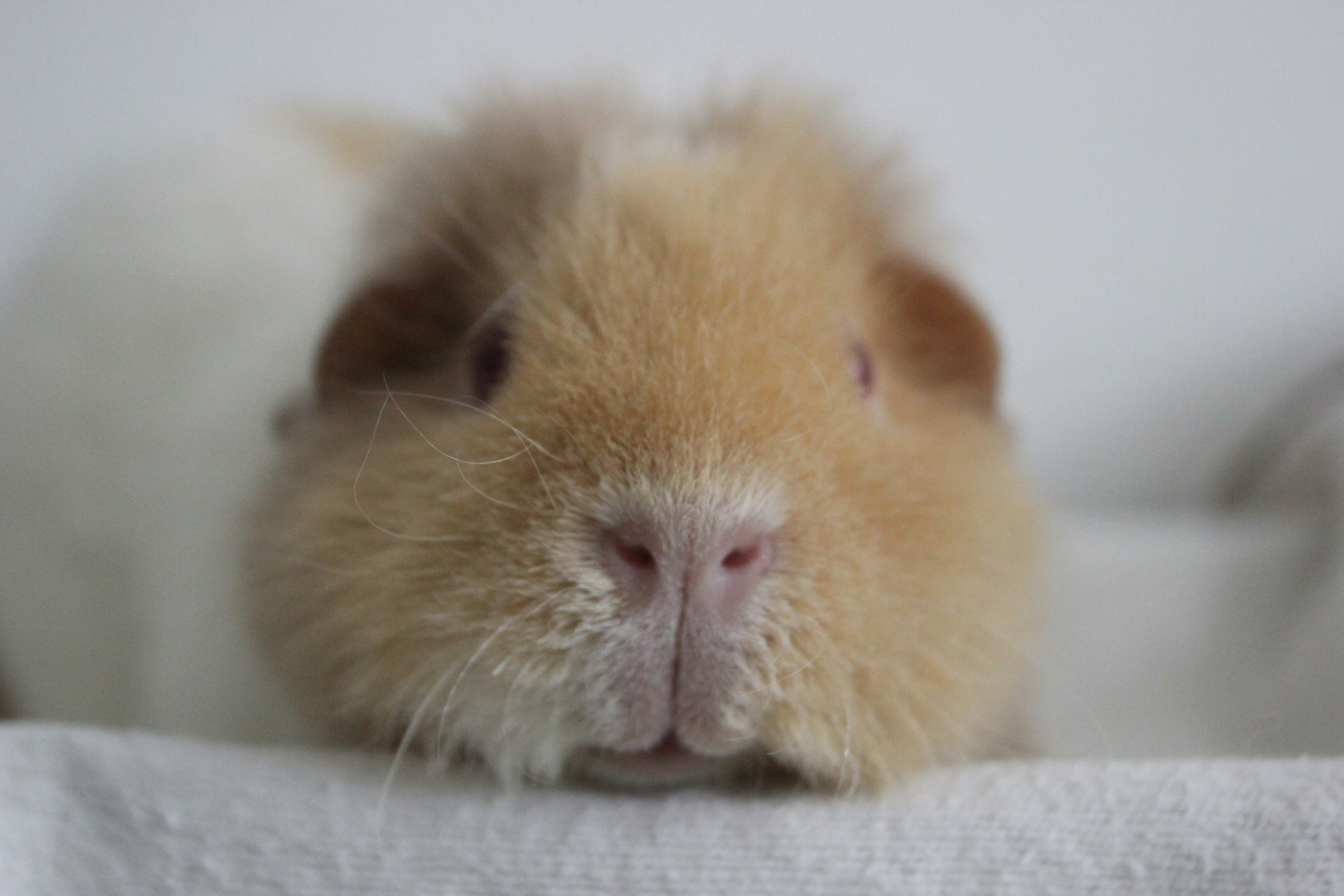 Velvet Snout in Soft Morning Light: A Guinea Pig Portrait