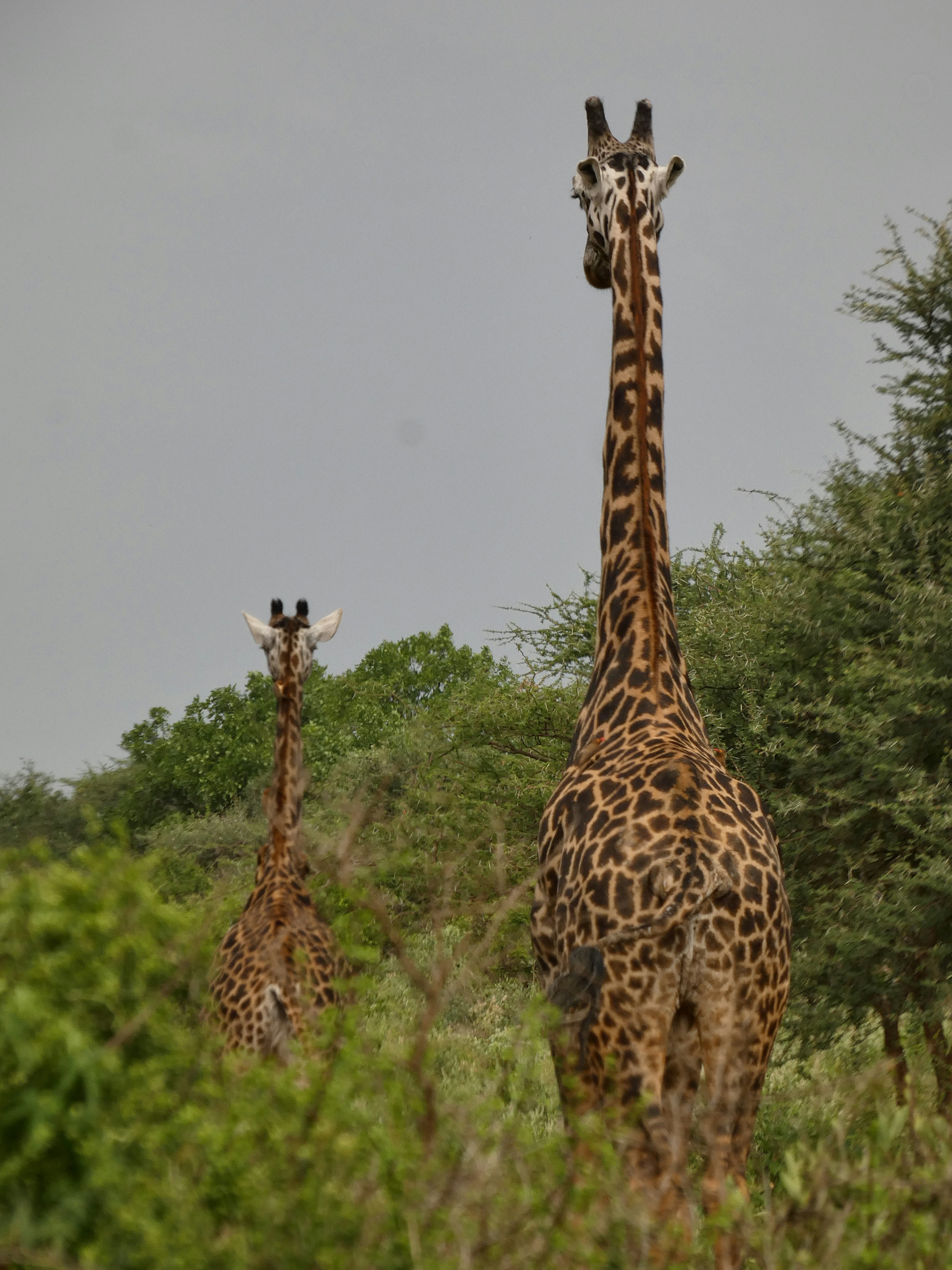 Tall Solitary Giraffe in the Savanna Promise