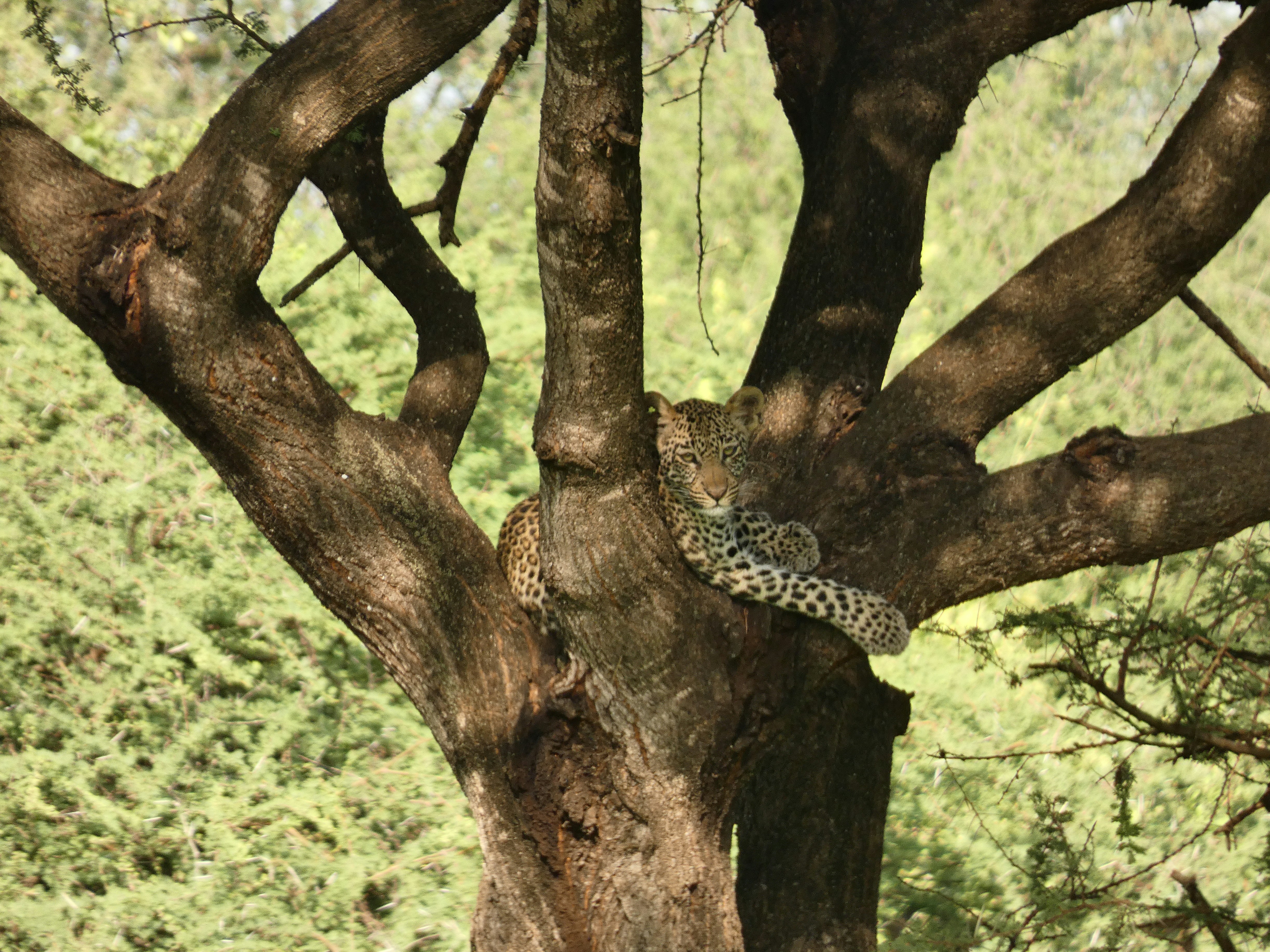 Leopard resting in the branches of a tree. photo – Free Leopard Image ...