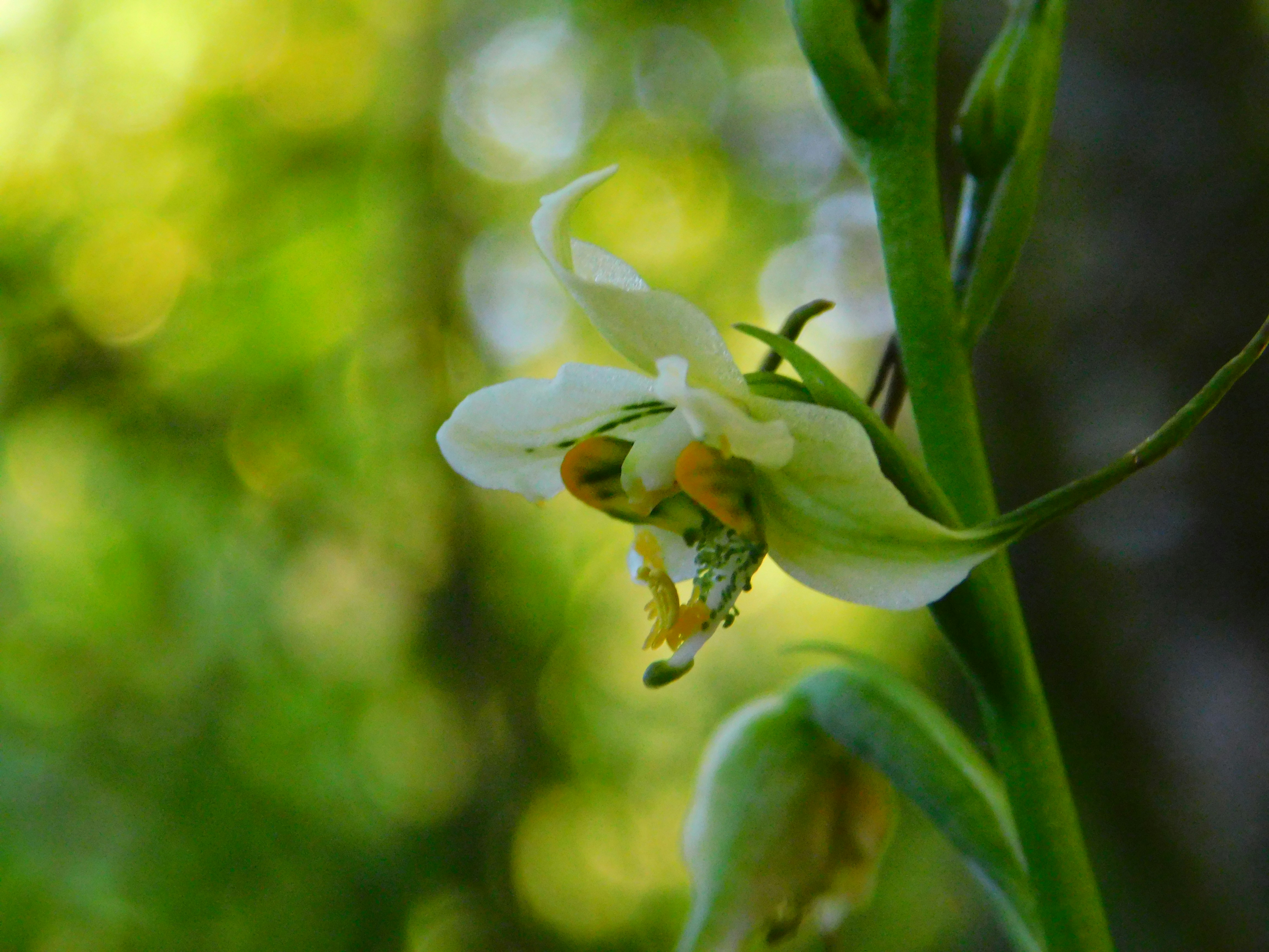 Whispering White Orchid Amid Emerald Bokeh