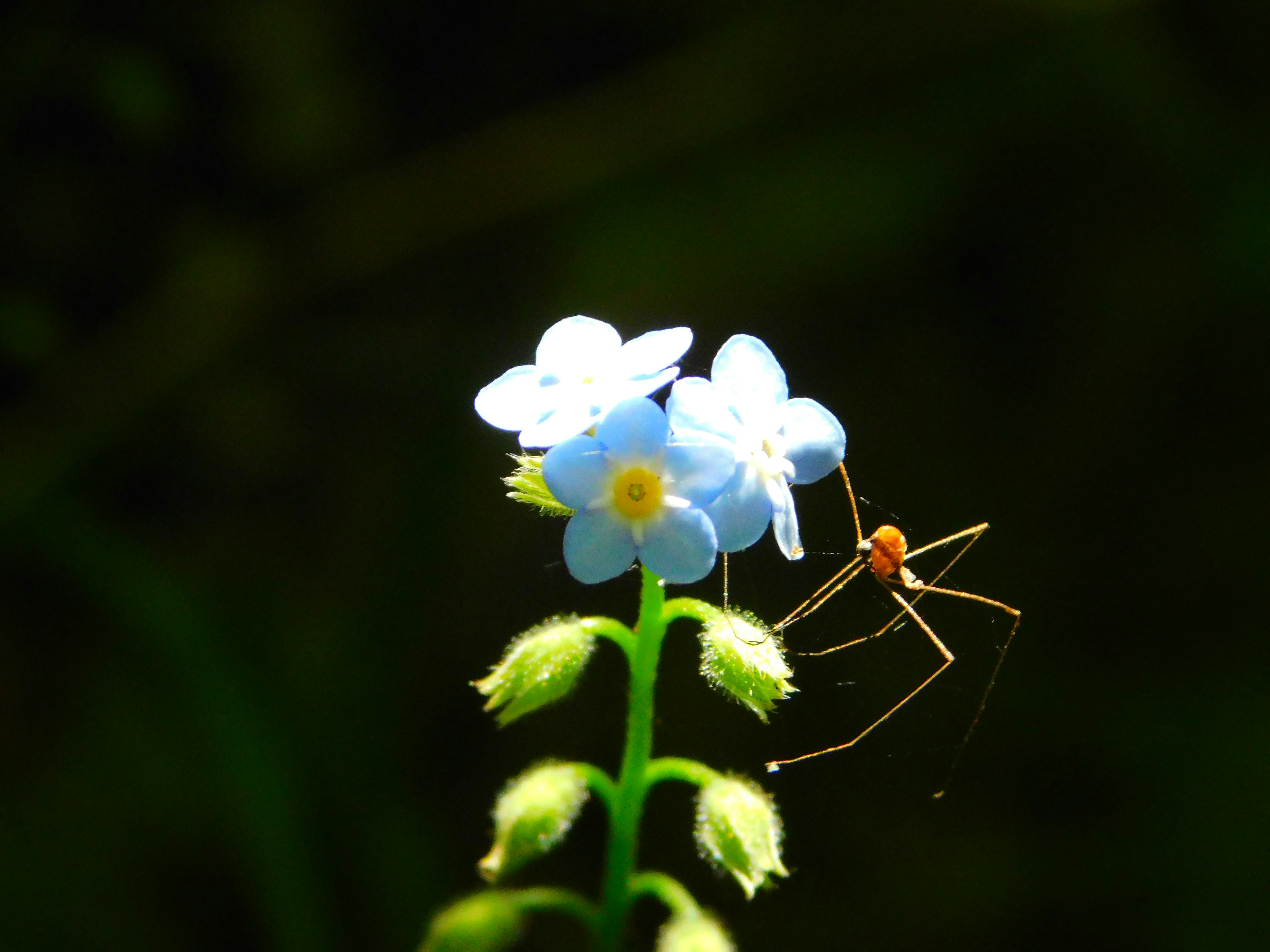 Watcher Among Blue Forget-Me-Nots