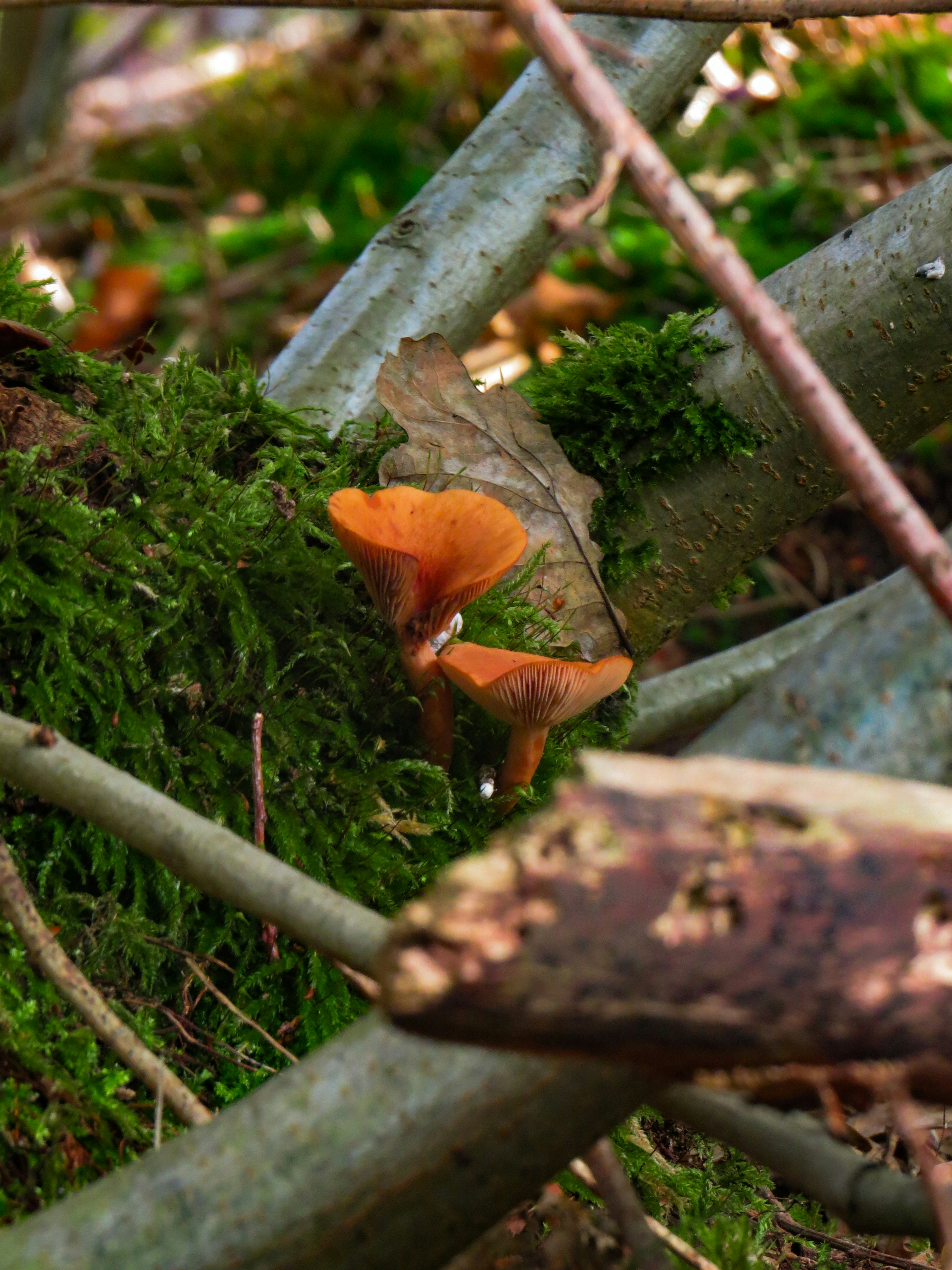 Orange-gilled mushrooms bloom among mossy logs in a forest drift