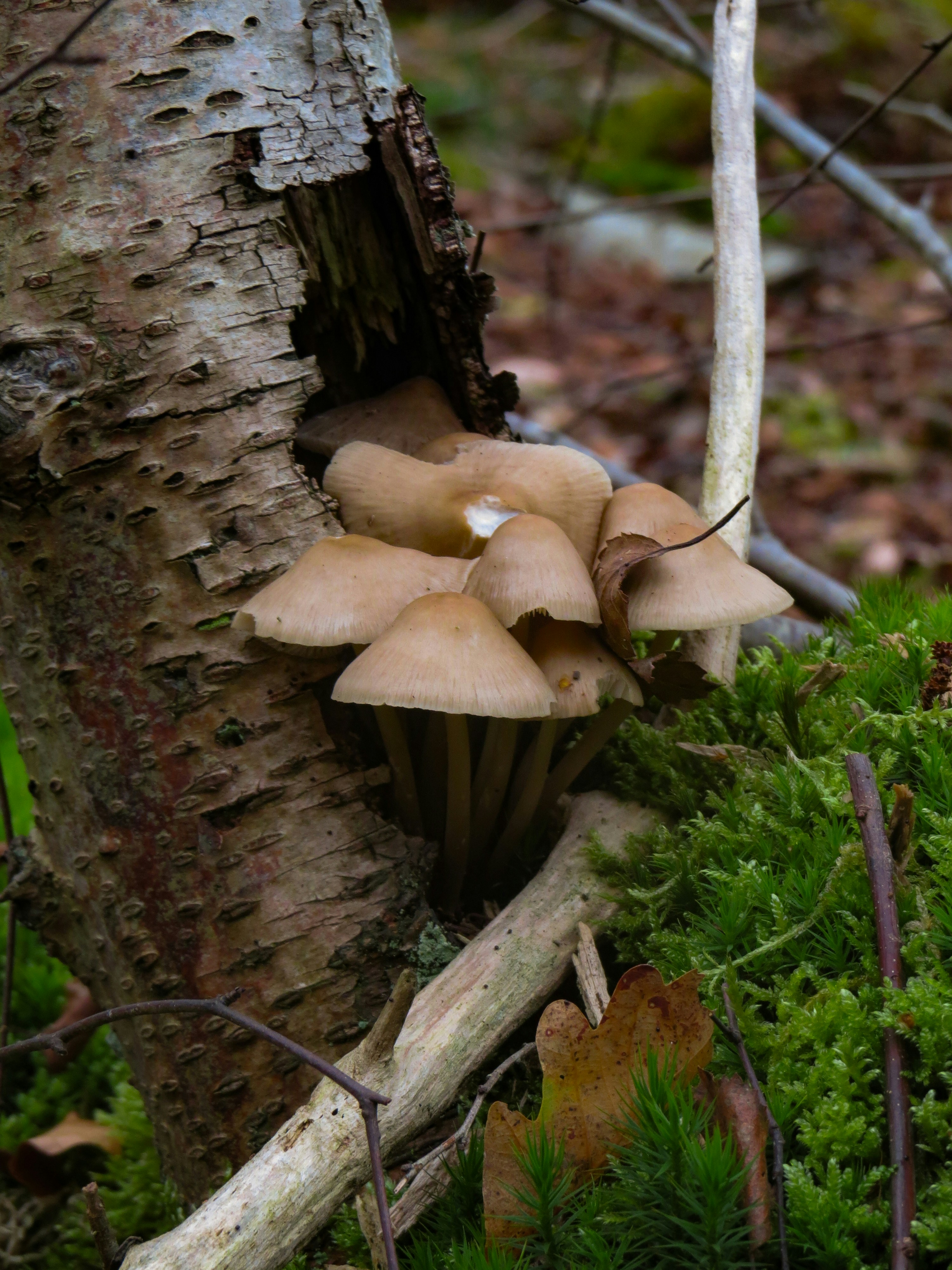 Tan Mushroom Choir Emerging from a Weathered Birch Crevice