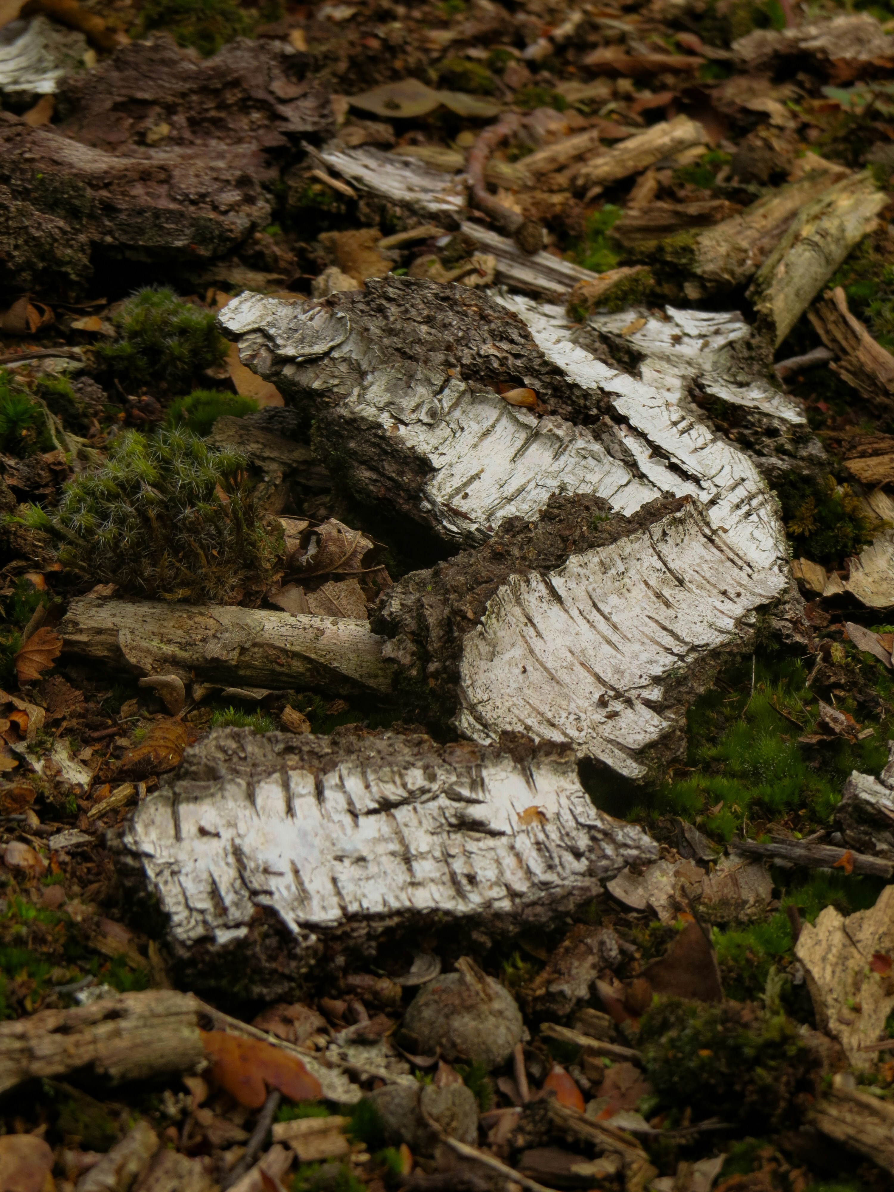 Birch Bark Fragments Resting on a Mossy Woodland Floor