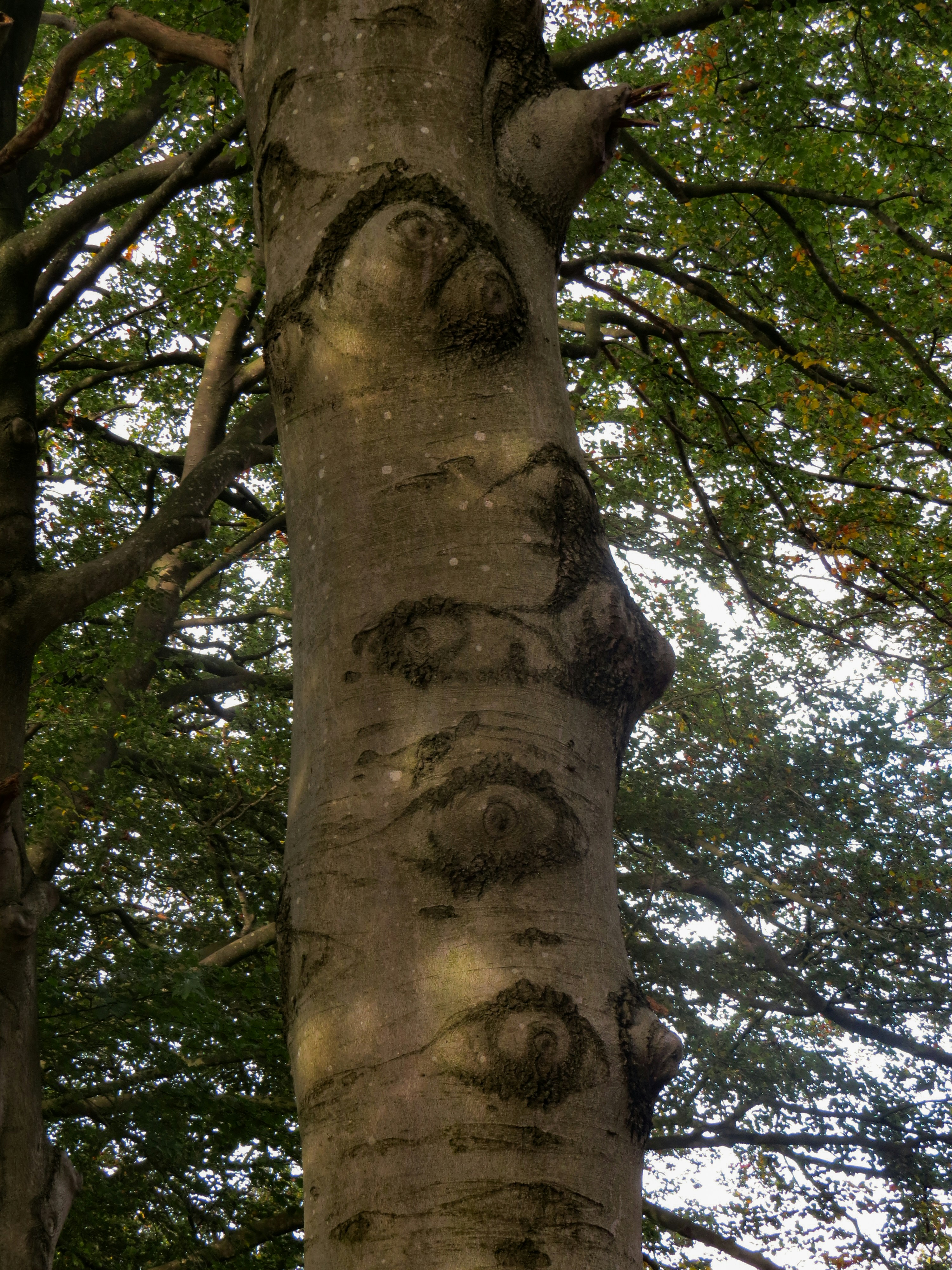 Nature's Intriguing Patterns: A Tree's Story