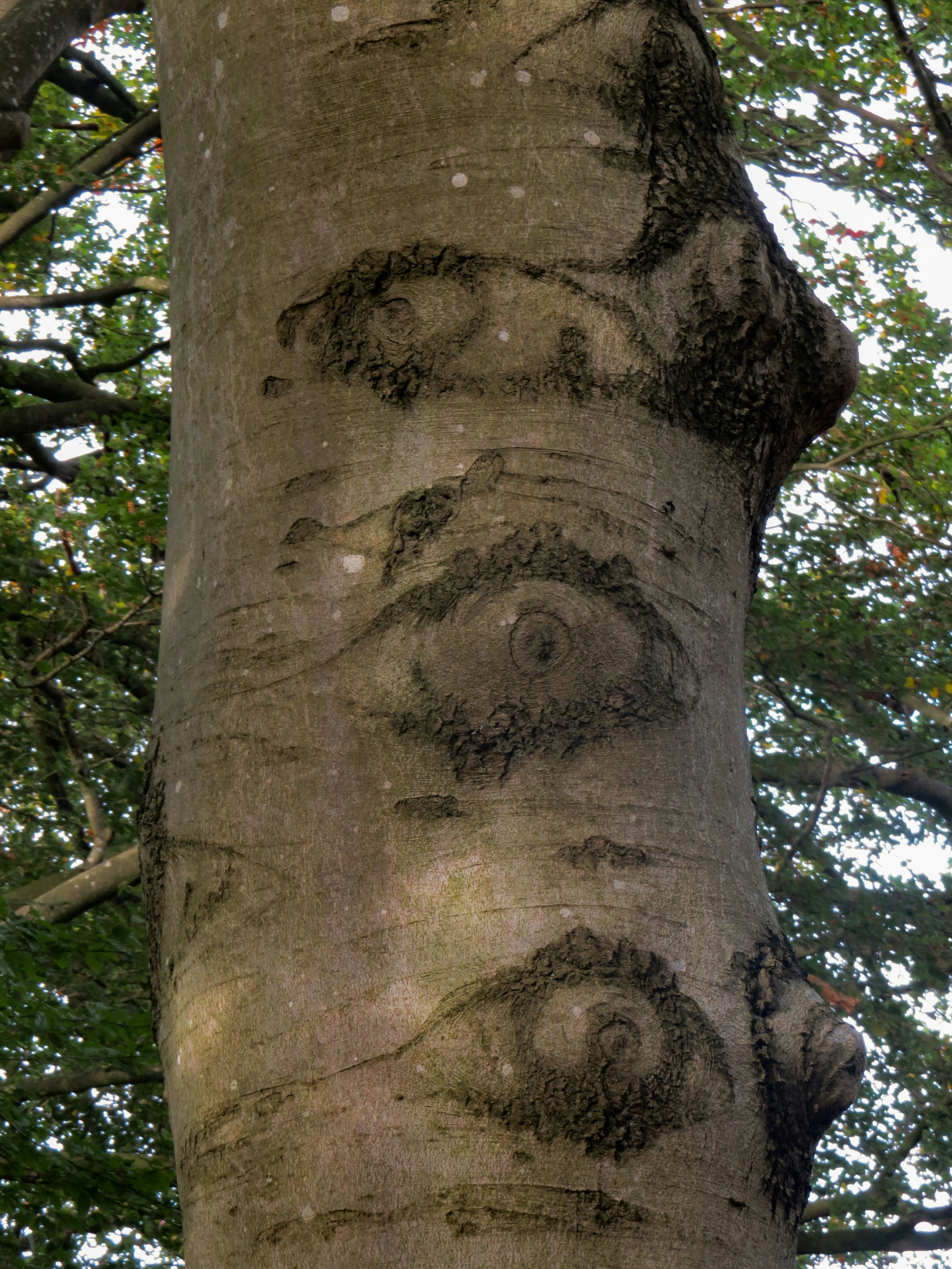 Concentric Knots in Bark: Close-Up on a Tree Trunk's Textured Surface