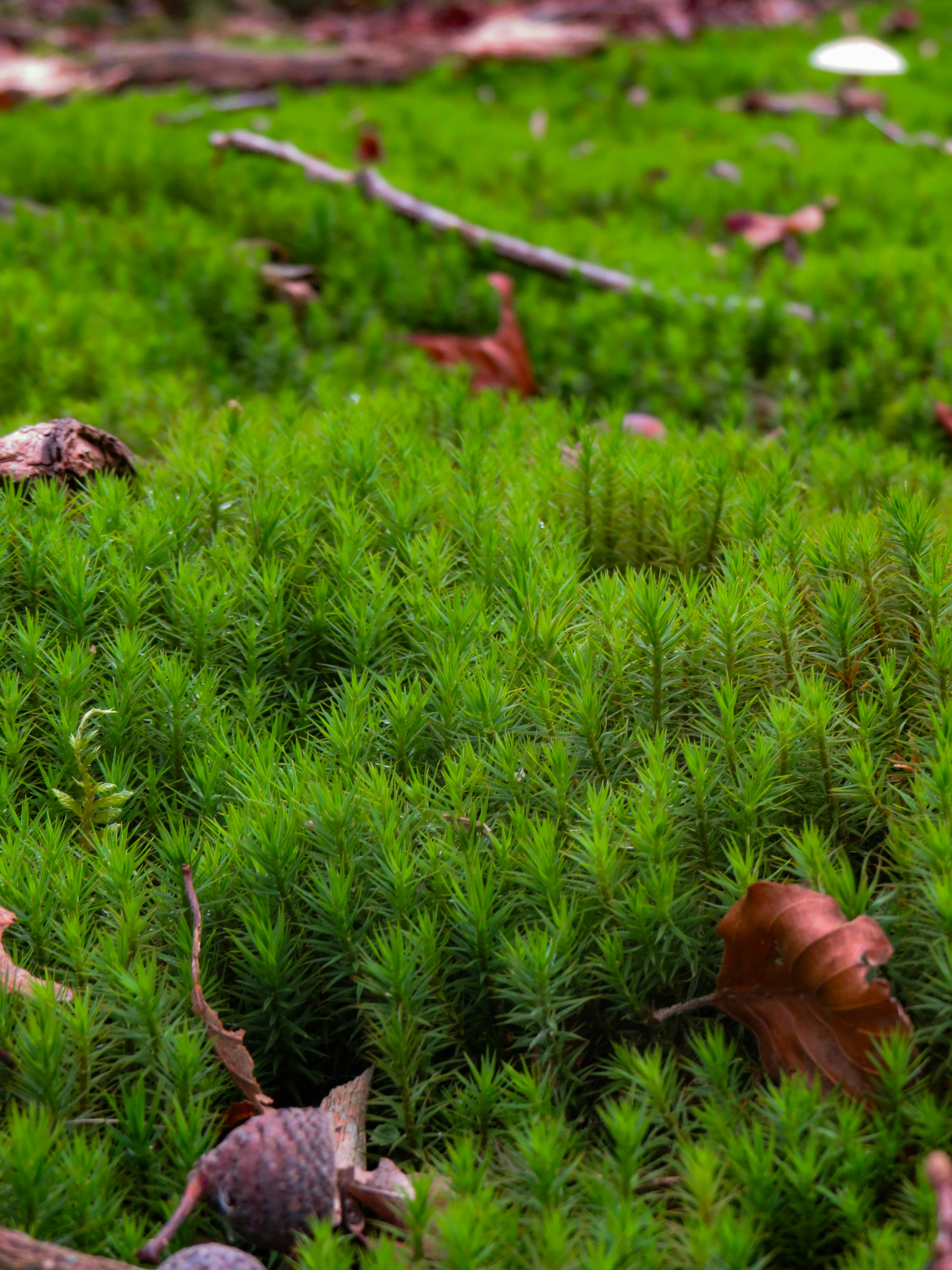 Emerald Underfoot: A Carpet of Moss with Fallen Leaves