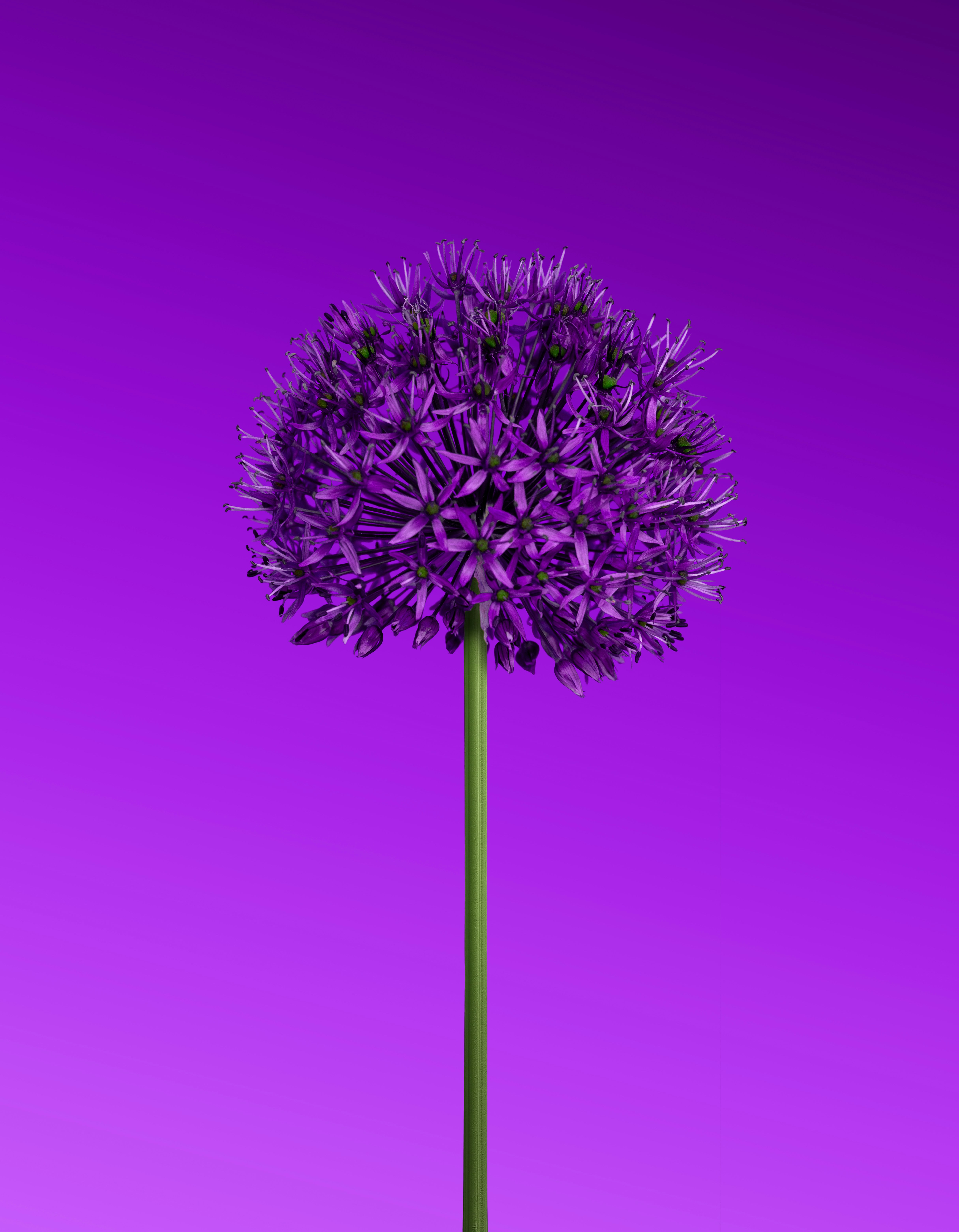 Una flor de allium púrpura se yergue sobre un fondo púrpura. foto ...