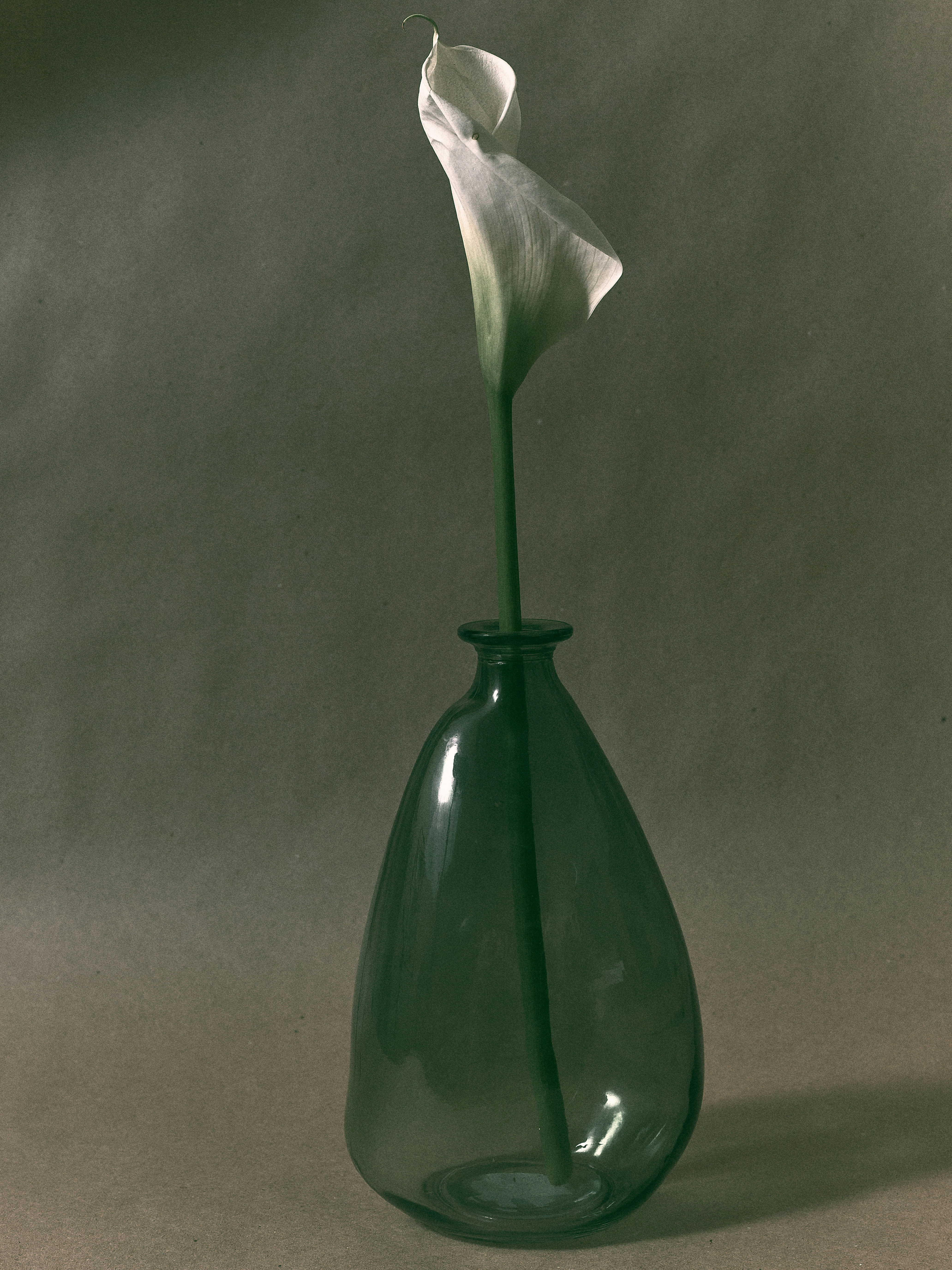 Verdant Vessel, White Calla: a Minimal Still-Life Study