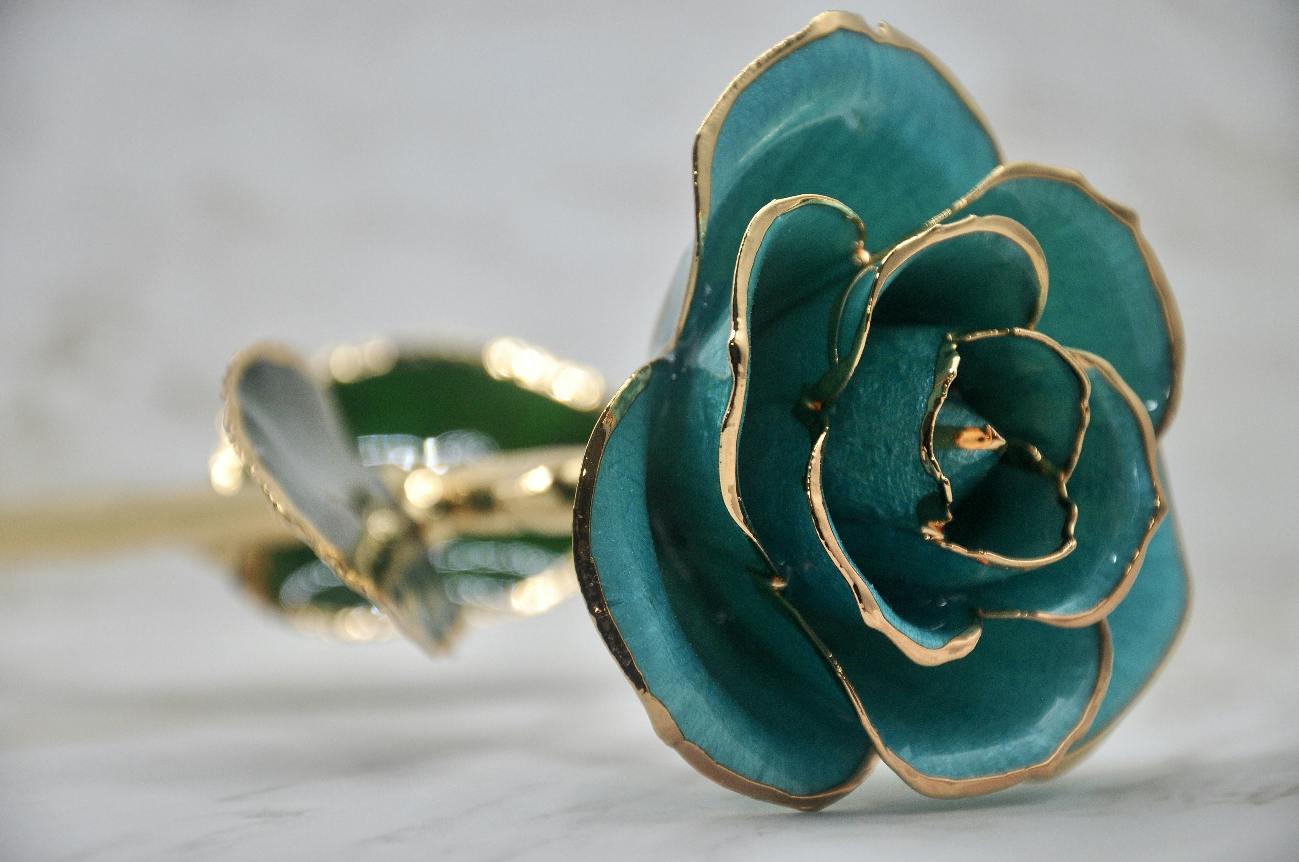 A teal rose with gold trim is shown. photo – Free Flower Image on Unsplash
